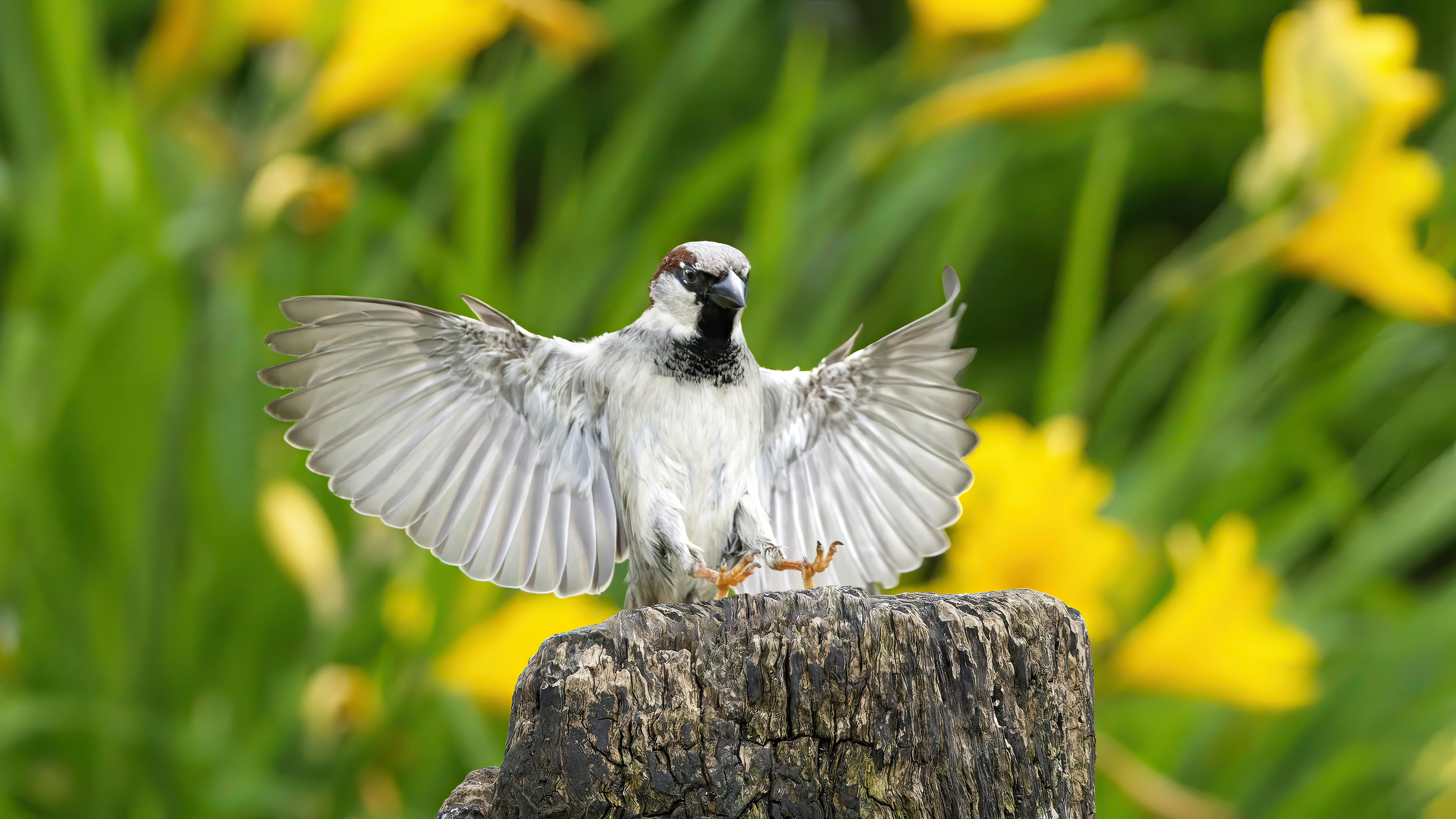 Wings Of Bird Photos, Download The BEST Free Wings Of Bird Stock Photos ...