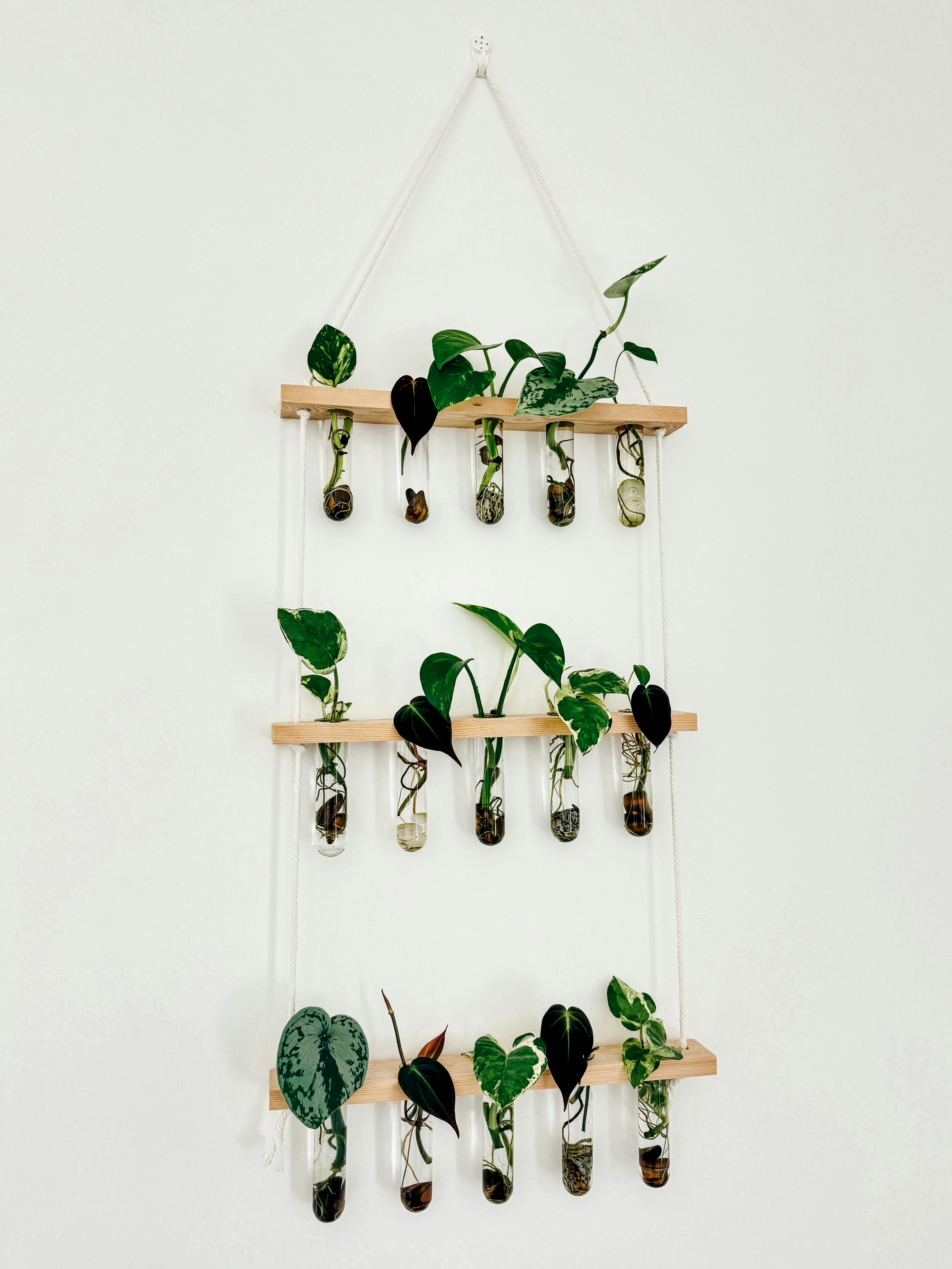 A Small Plants Display Hanging in a Wall · Free Stock Photo