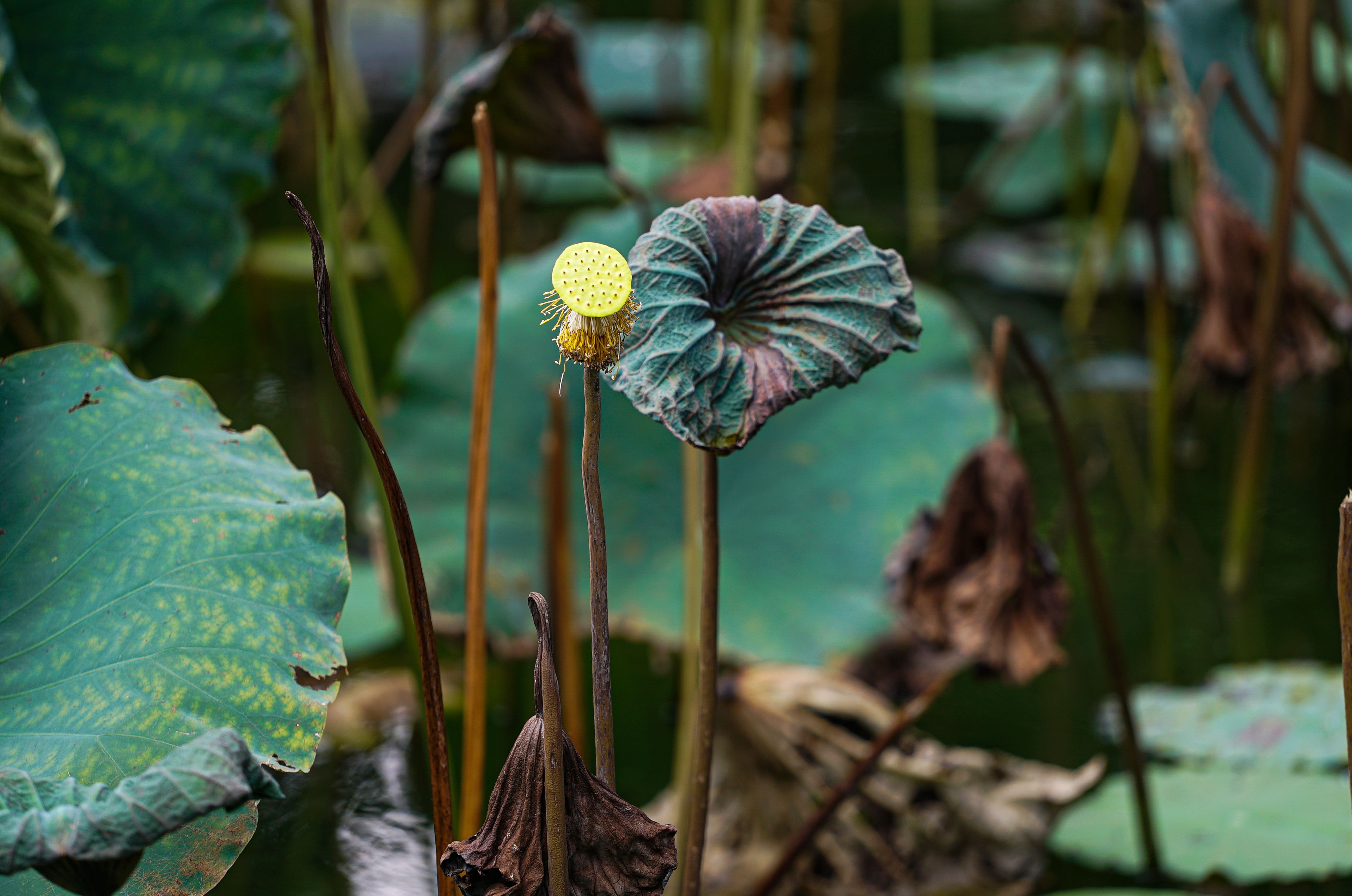 Wilted Water Lilies · Free Stock Photo