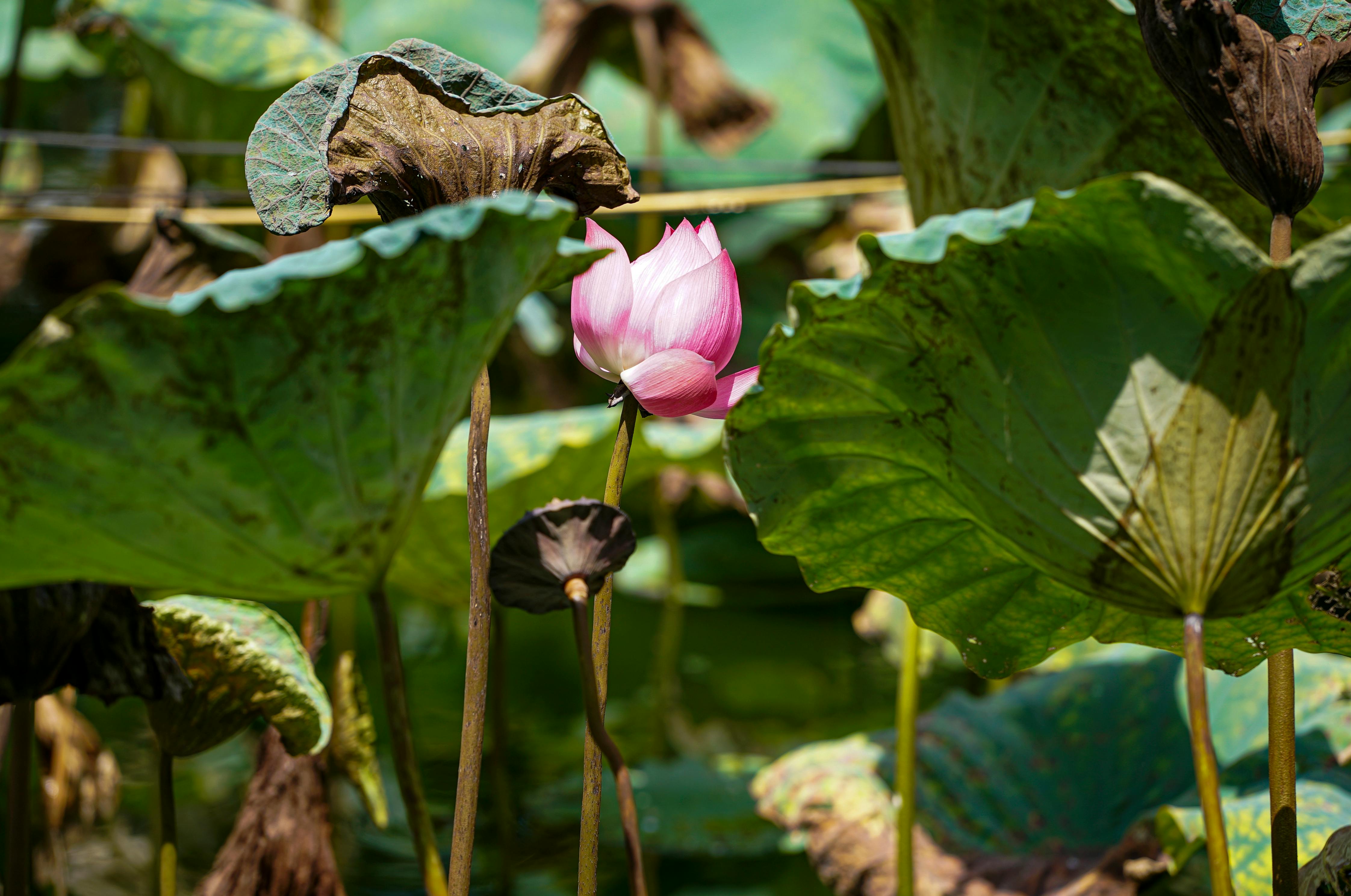 Lotus Growing in Pond · Free Stock Photo