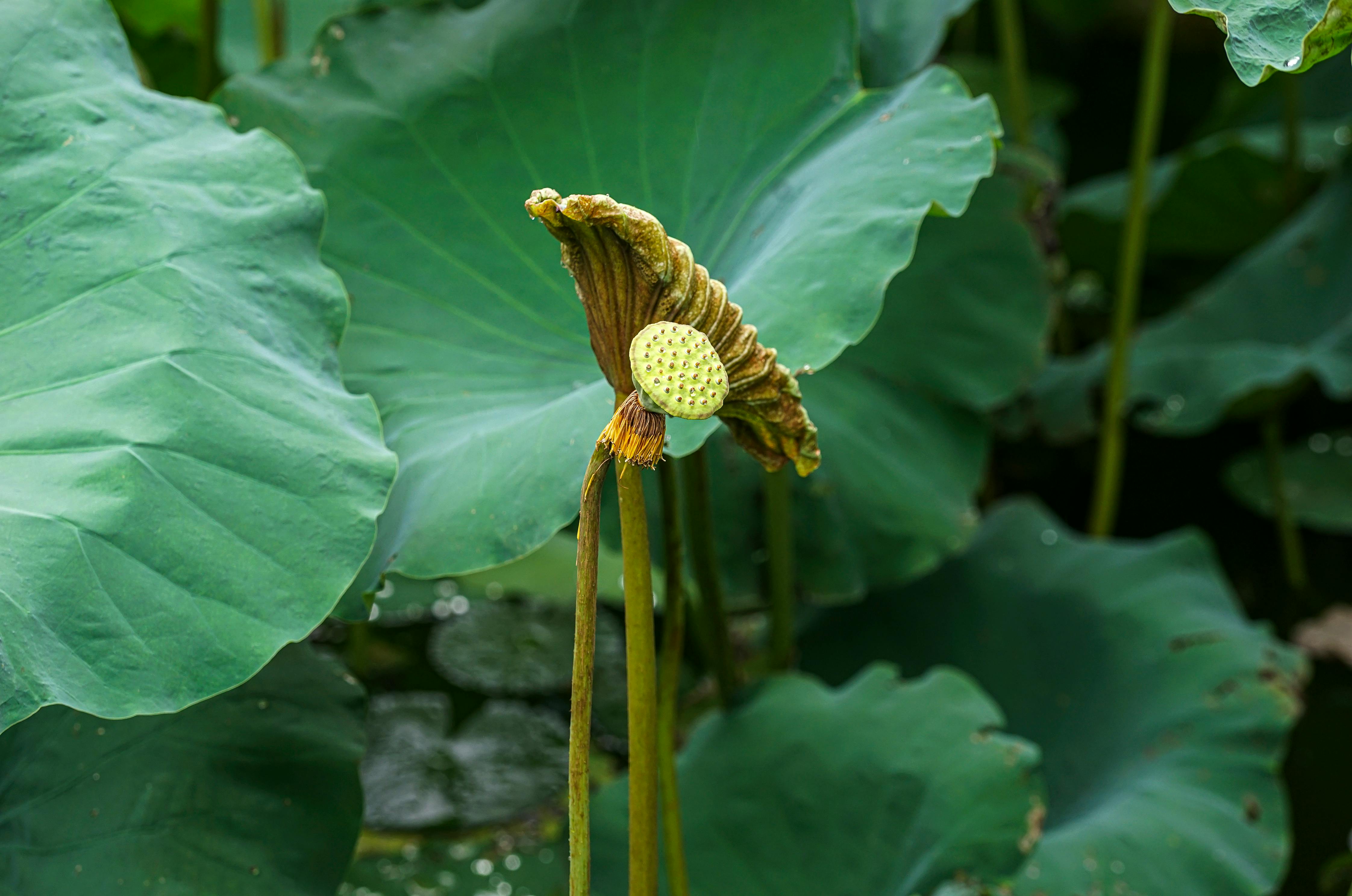 Wilted Lotus Photos, Download The BEST Free Wilted Lotus Stock Photos ...