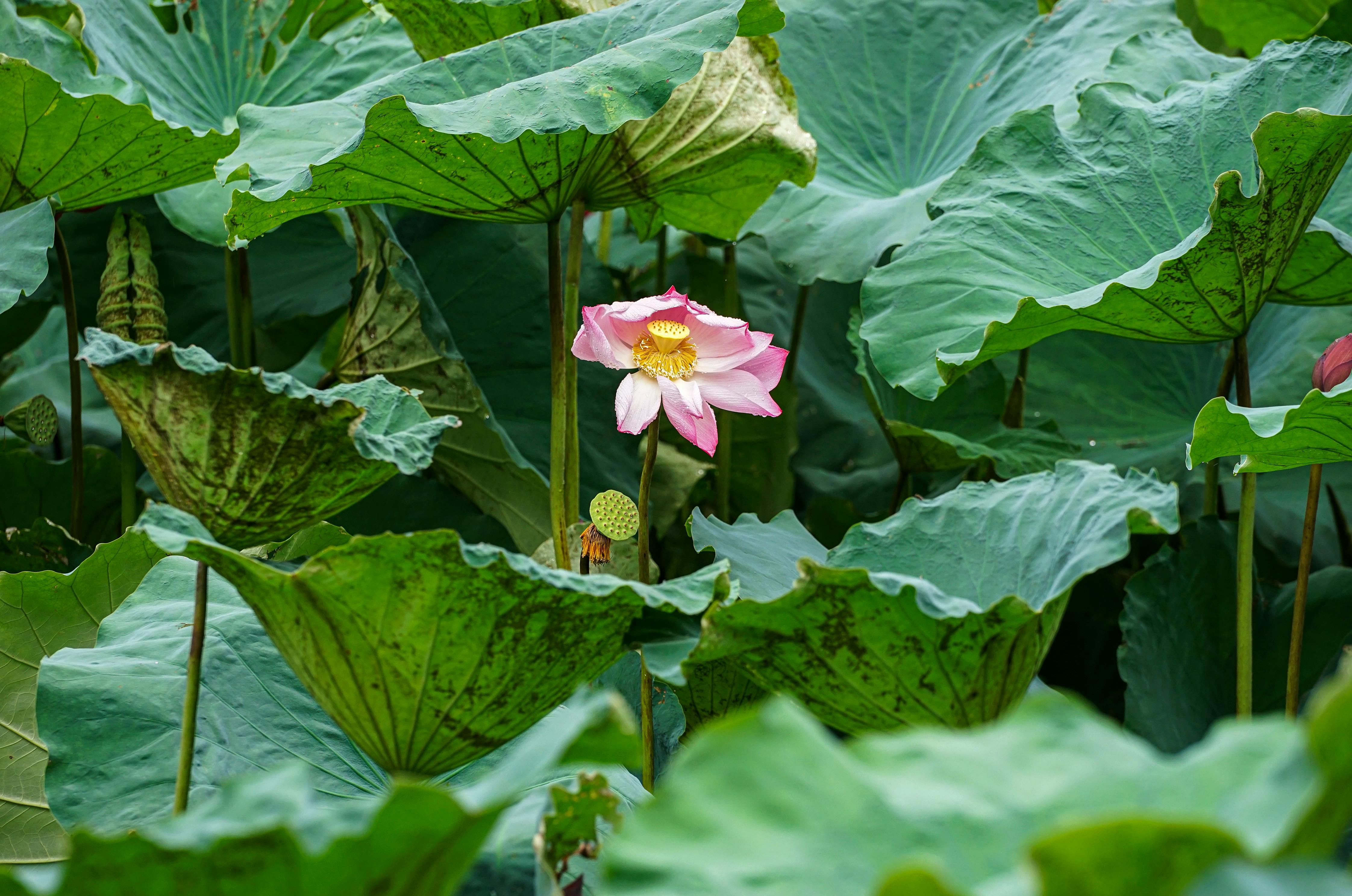 Lotus Growing among Leaves · Free Stock Photo