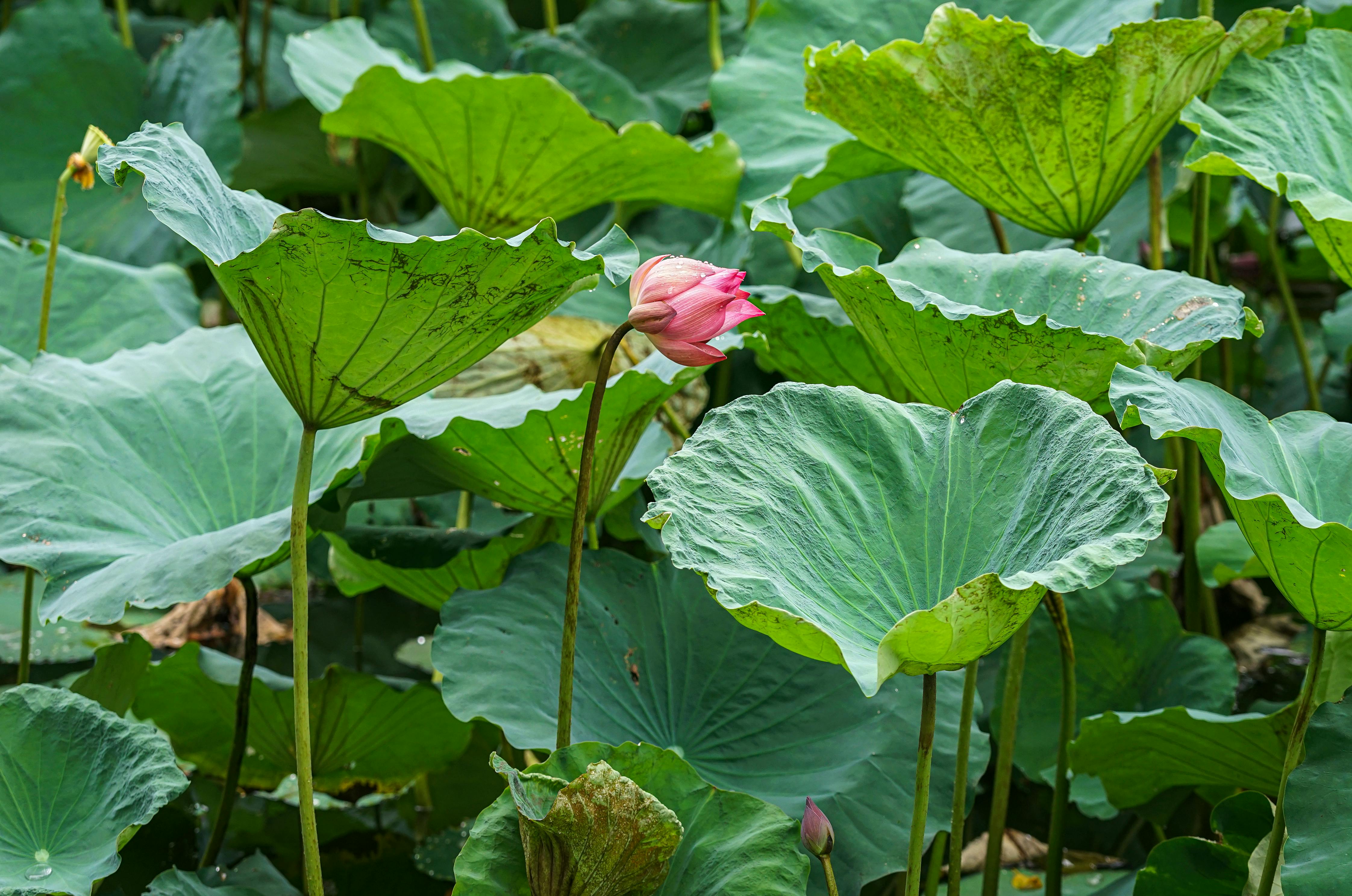 A pink lotus flower blooms in the middle of a green leafy plant · Free ...