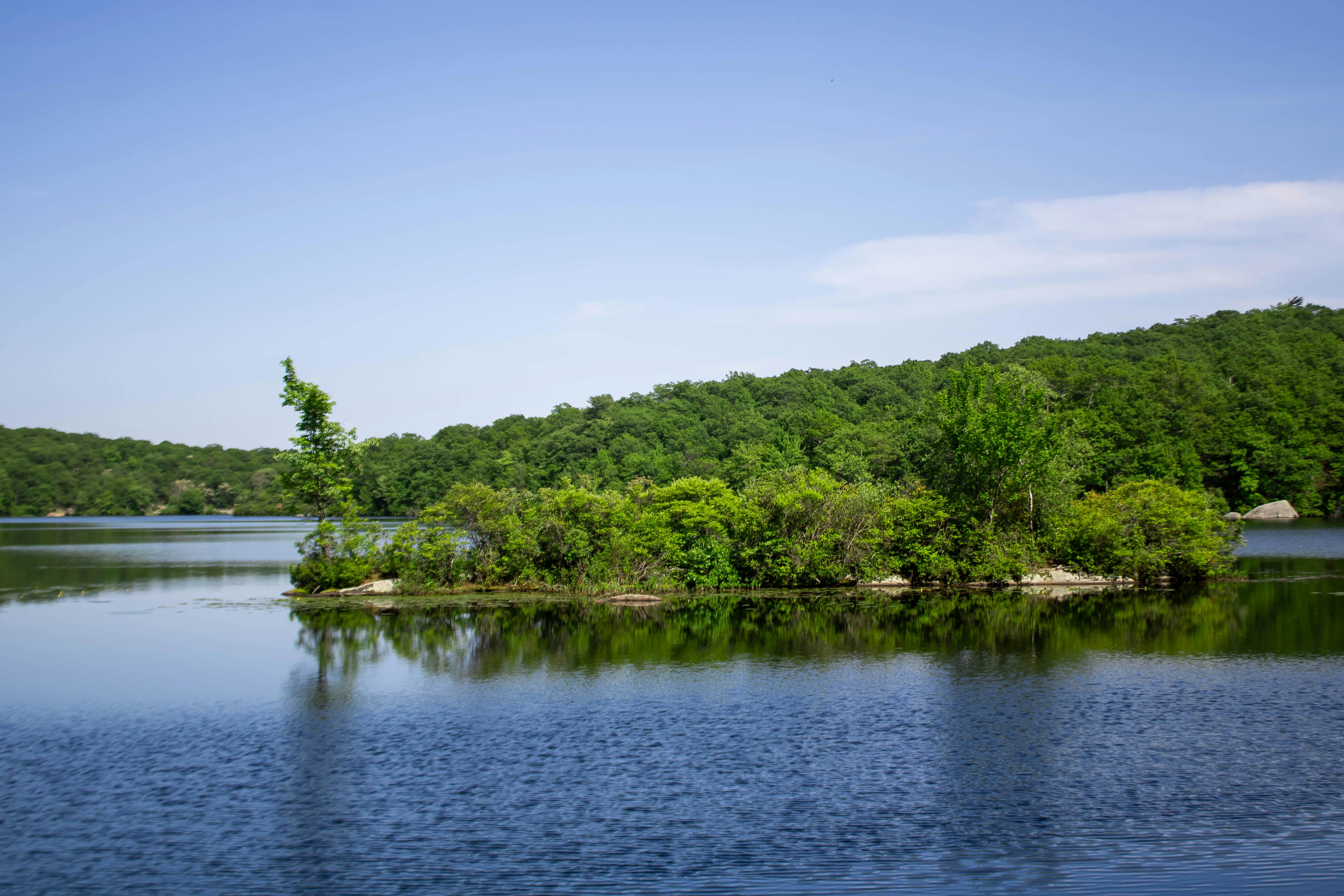 Bushes on Small Island on Lake · Free Stock Photo