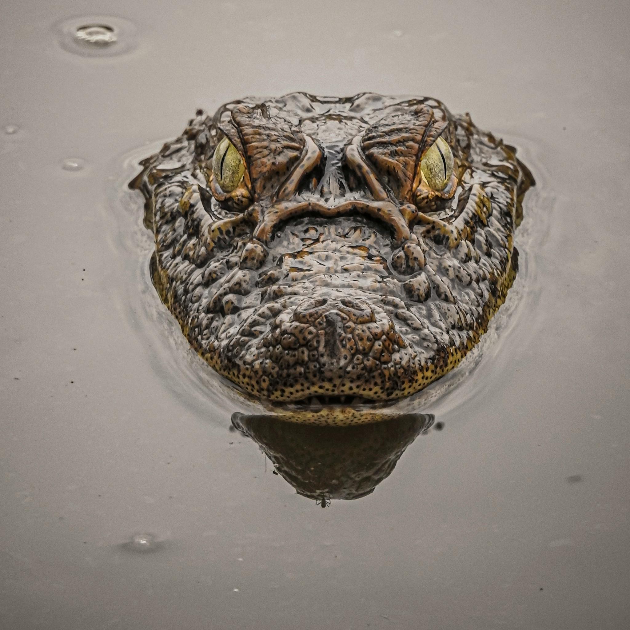 Close-up of an Alligator Head in the Water, Everglades, Florida, USA ...