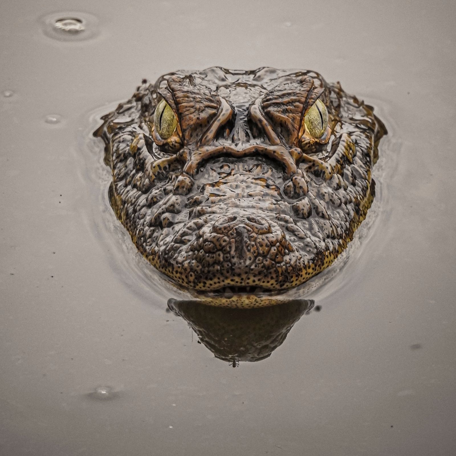 Alligator Head Above Water Photos, Download The BEST Free Alligator ...