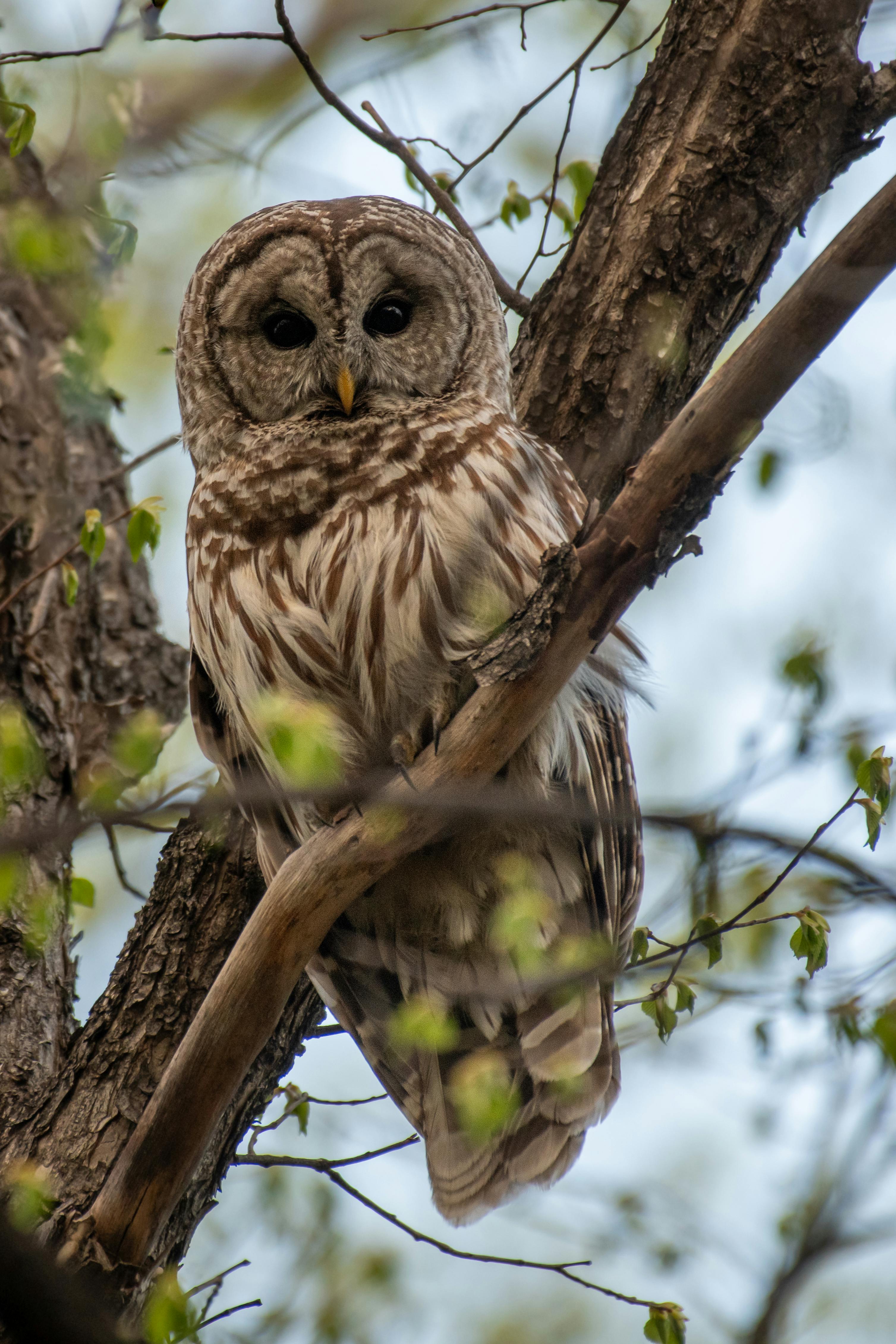 The Barred Owl Perching on a Tree Branch · Free Stock Photo