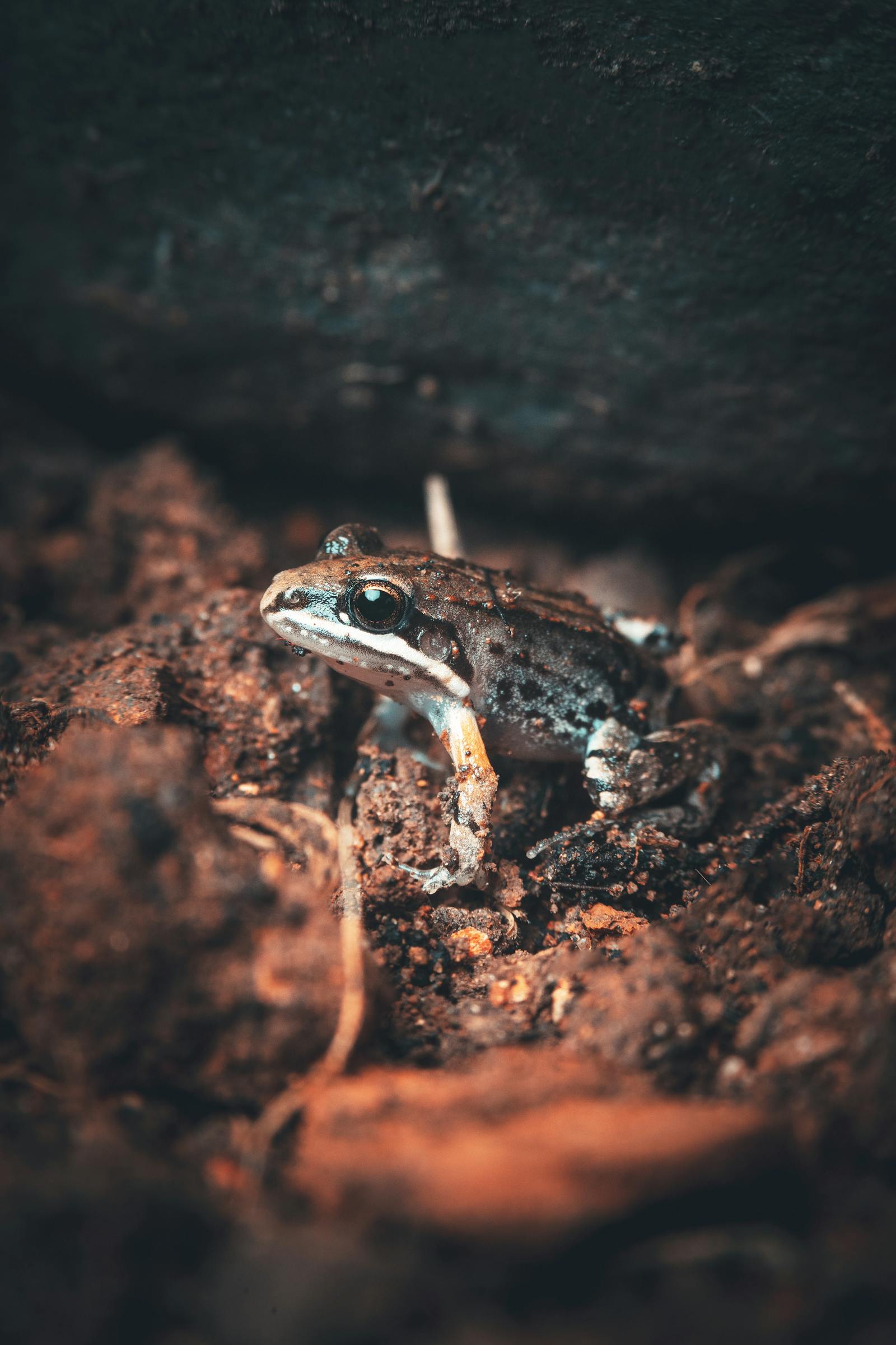 Coqui Puerto Rico Photos, Download The BEST Free Coqui Puerto Rico ...