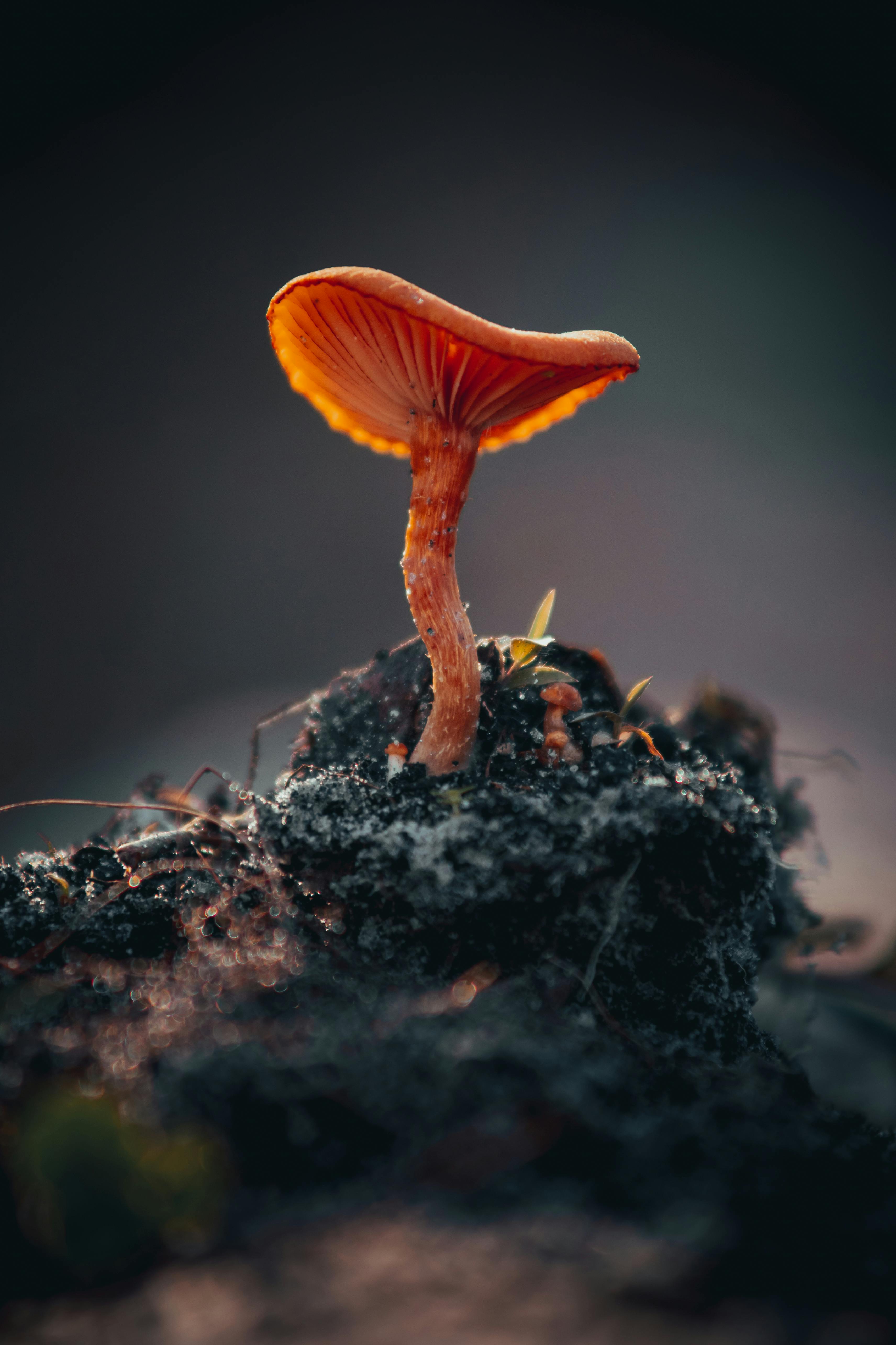 Texture of Mushroom · Free Stock Photo