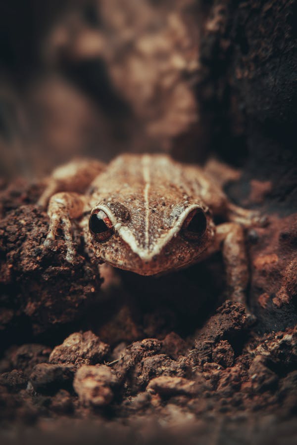 Coqui Photos, Download The BEST Free Coqui Stock Photos & HD Images