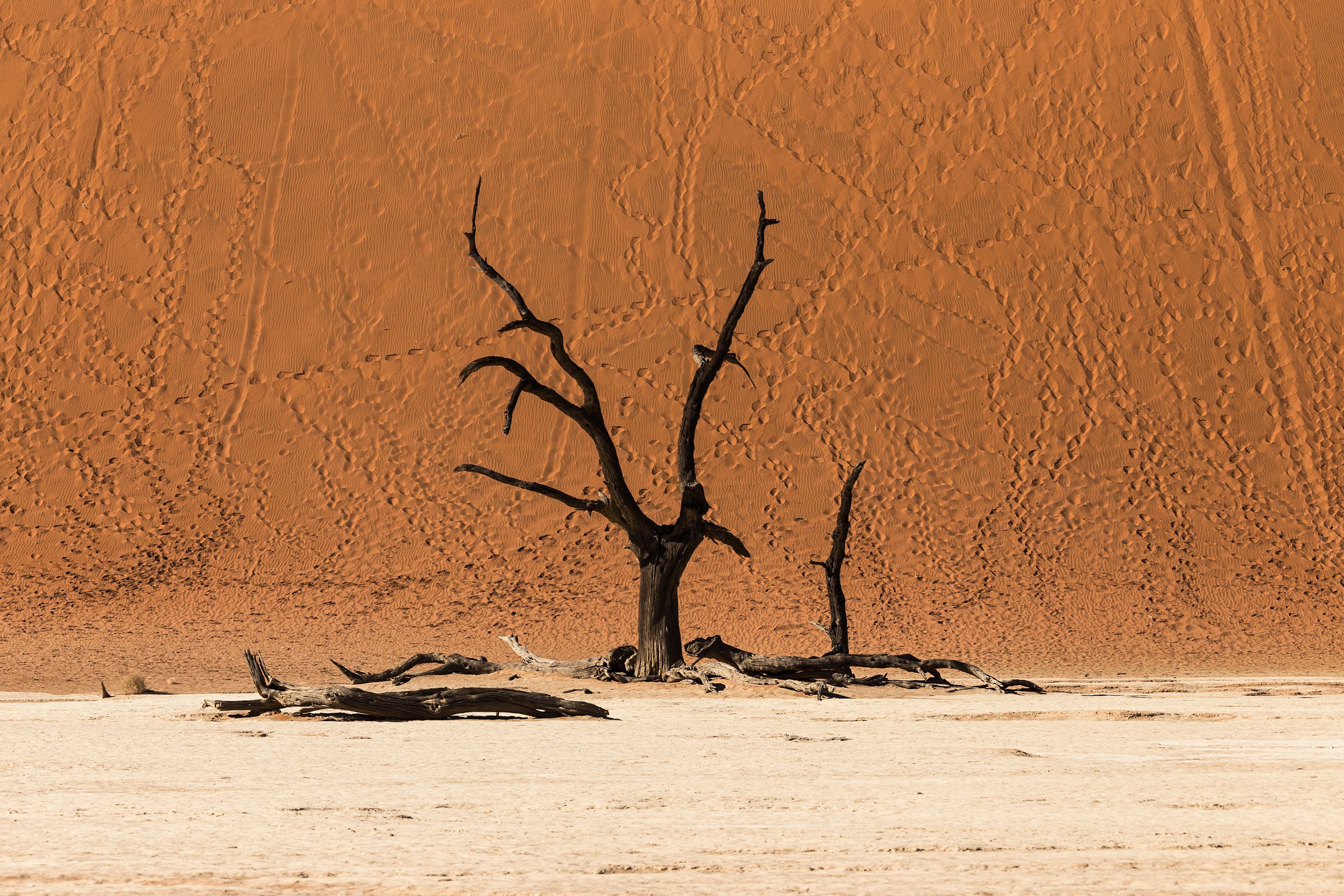 Dead Tree on Wasteland in Deadvlei in Namibia · Free Stock Photo