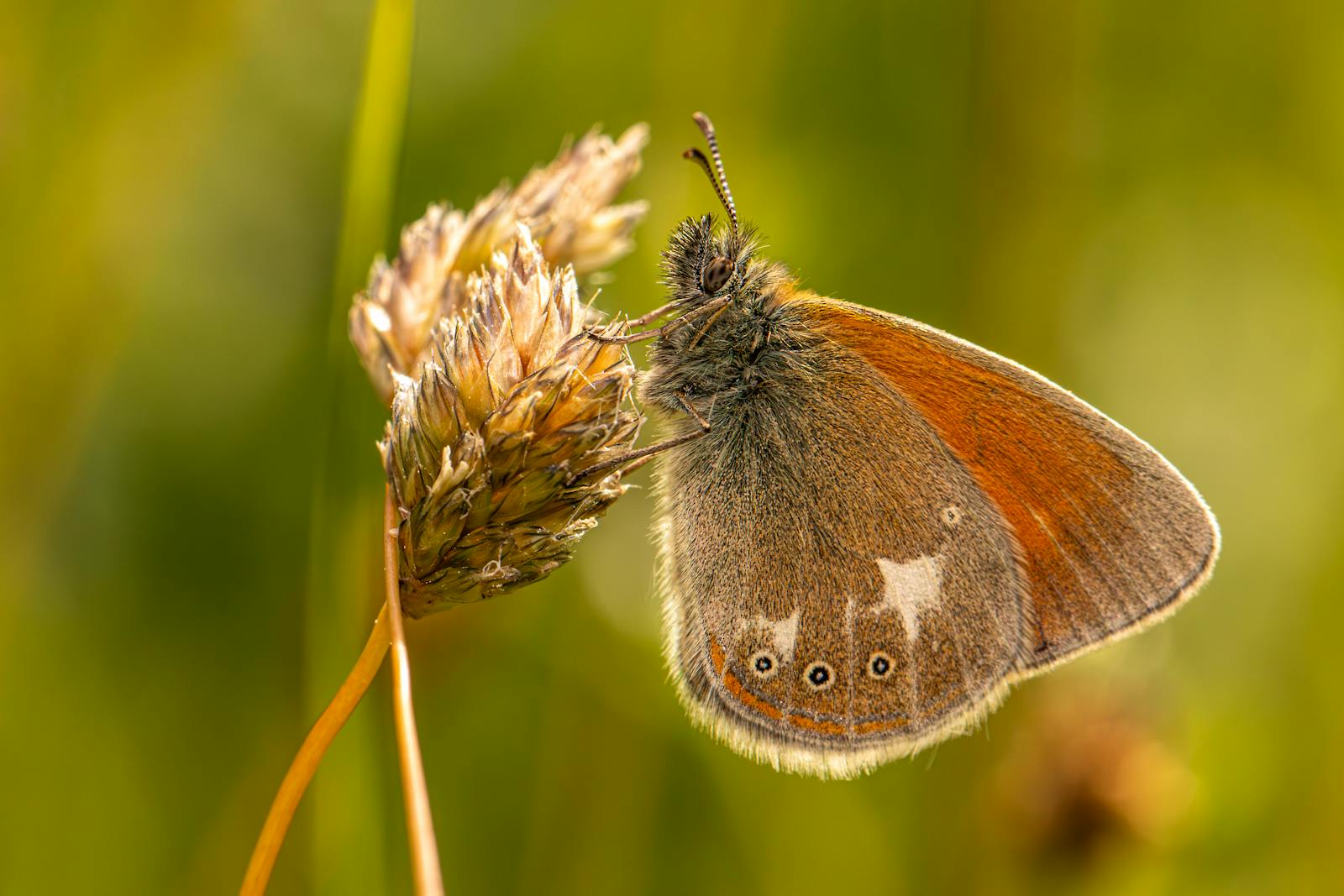 Brown Butterfly Photos, Download The BEST Free Brown Butterfly Stock ...