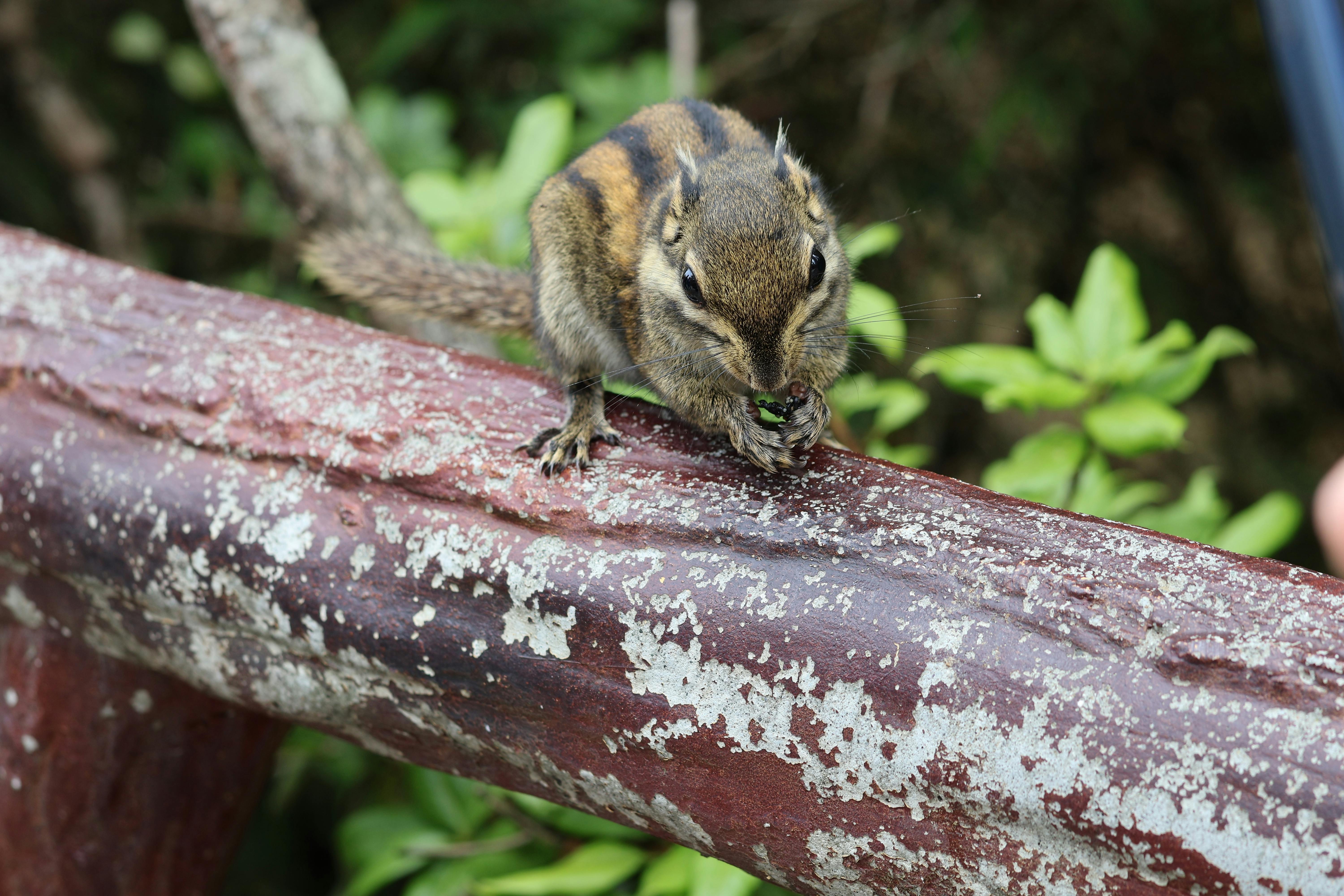 Selective Focus of Chipmunk · Free Stock Photo