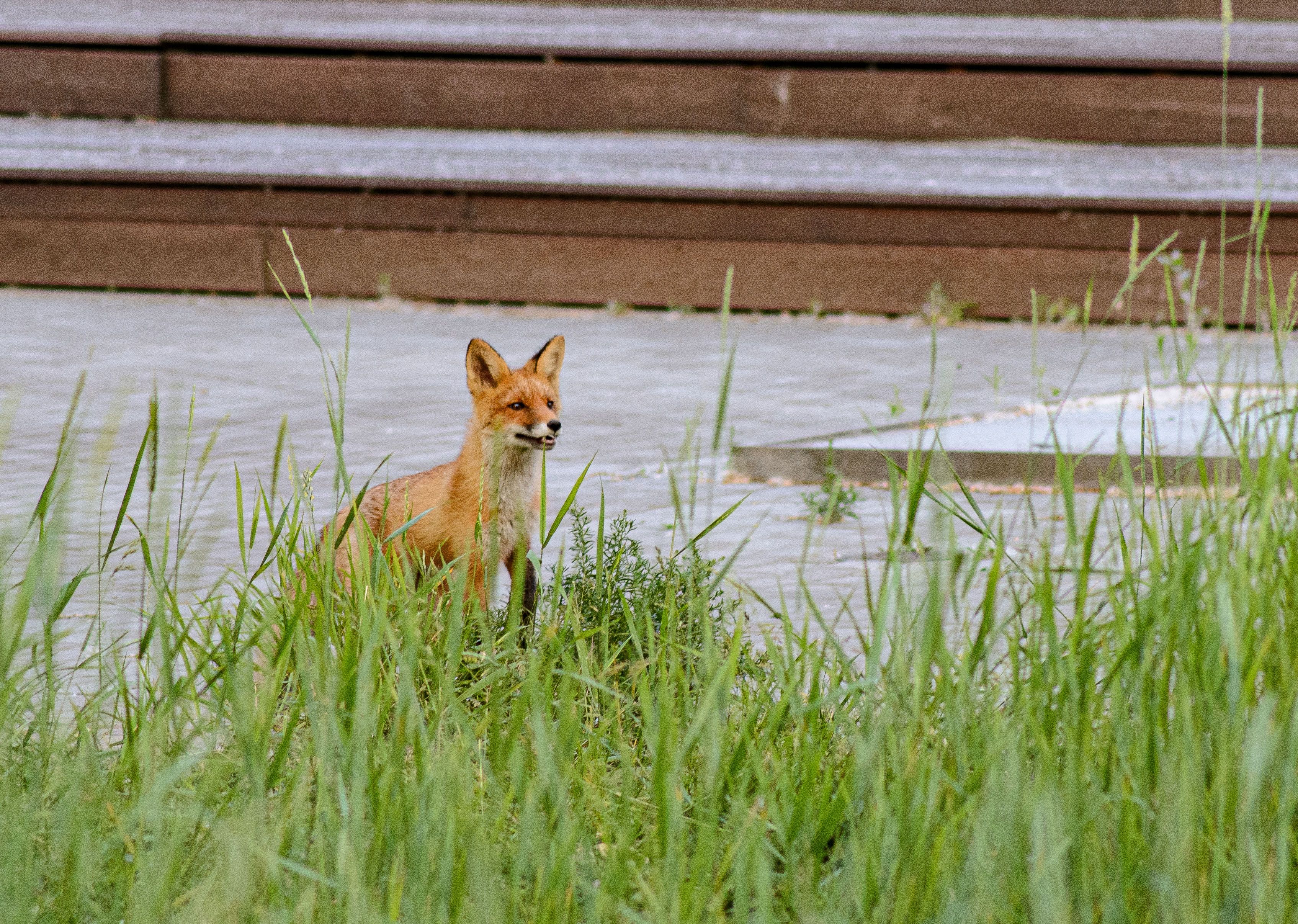 Photo of a Red Fox · Free Stock Photo