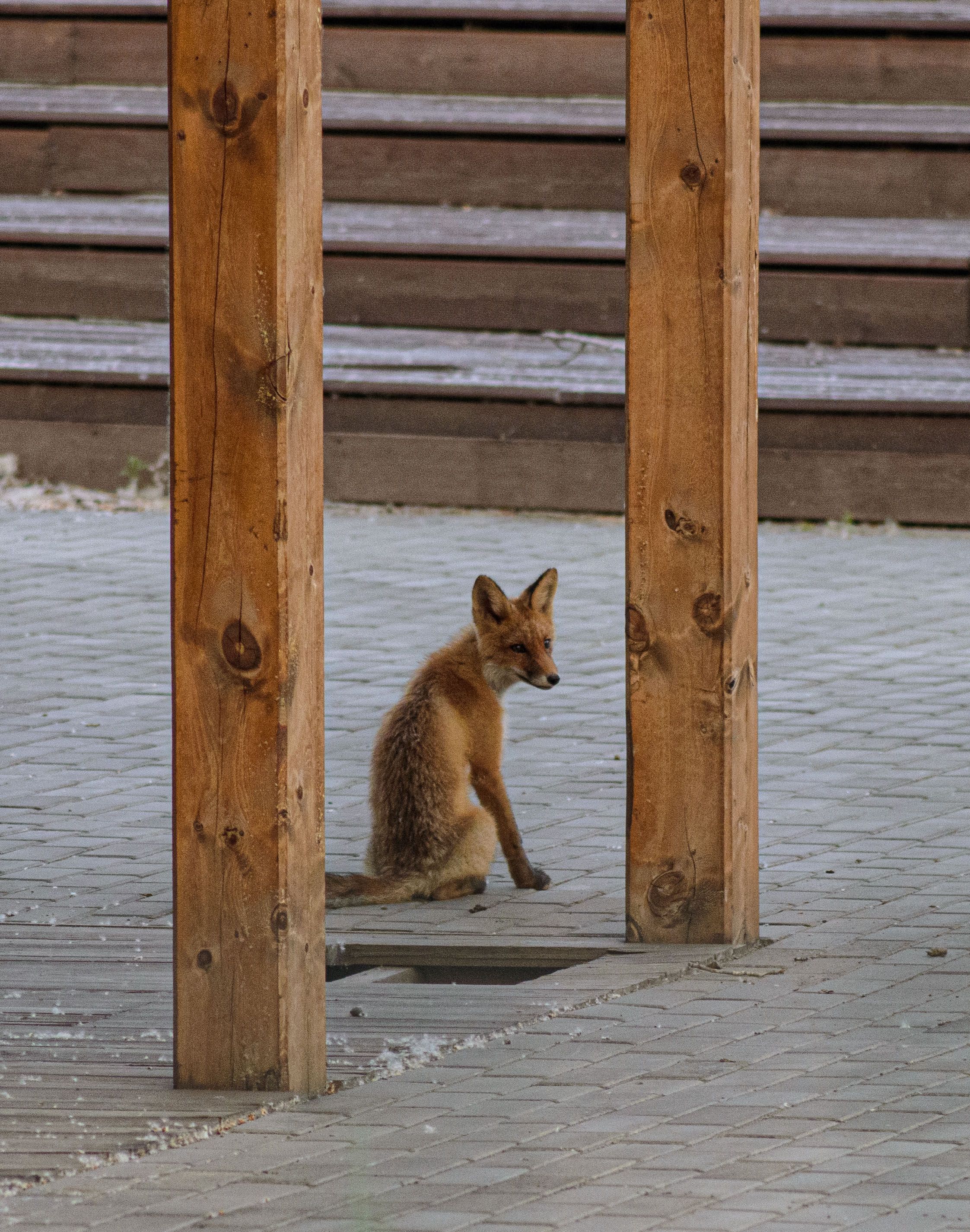 A small fox sitting under a wooden structure · Free Stock Photo