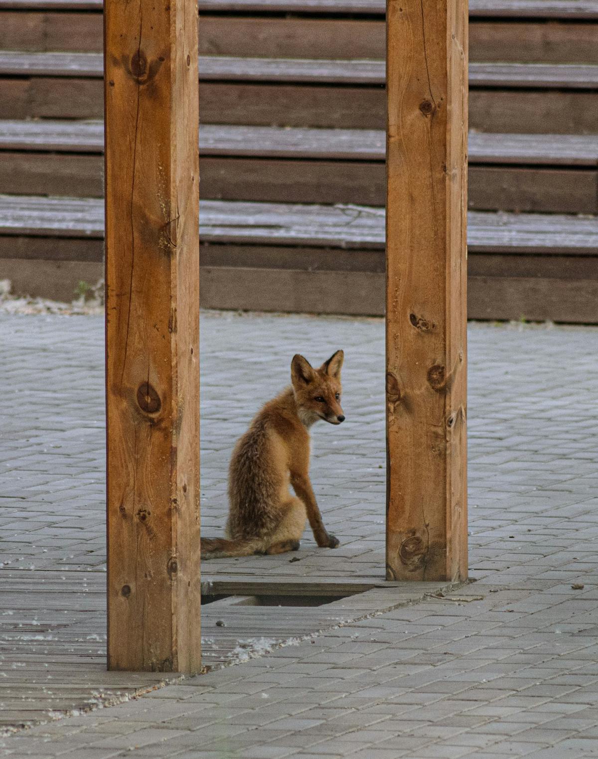 Foxy Di Photos, Download The BEST Free Foxy Di Stock Photos & HD Images