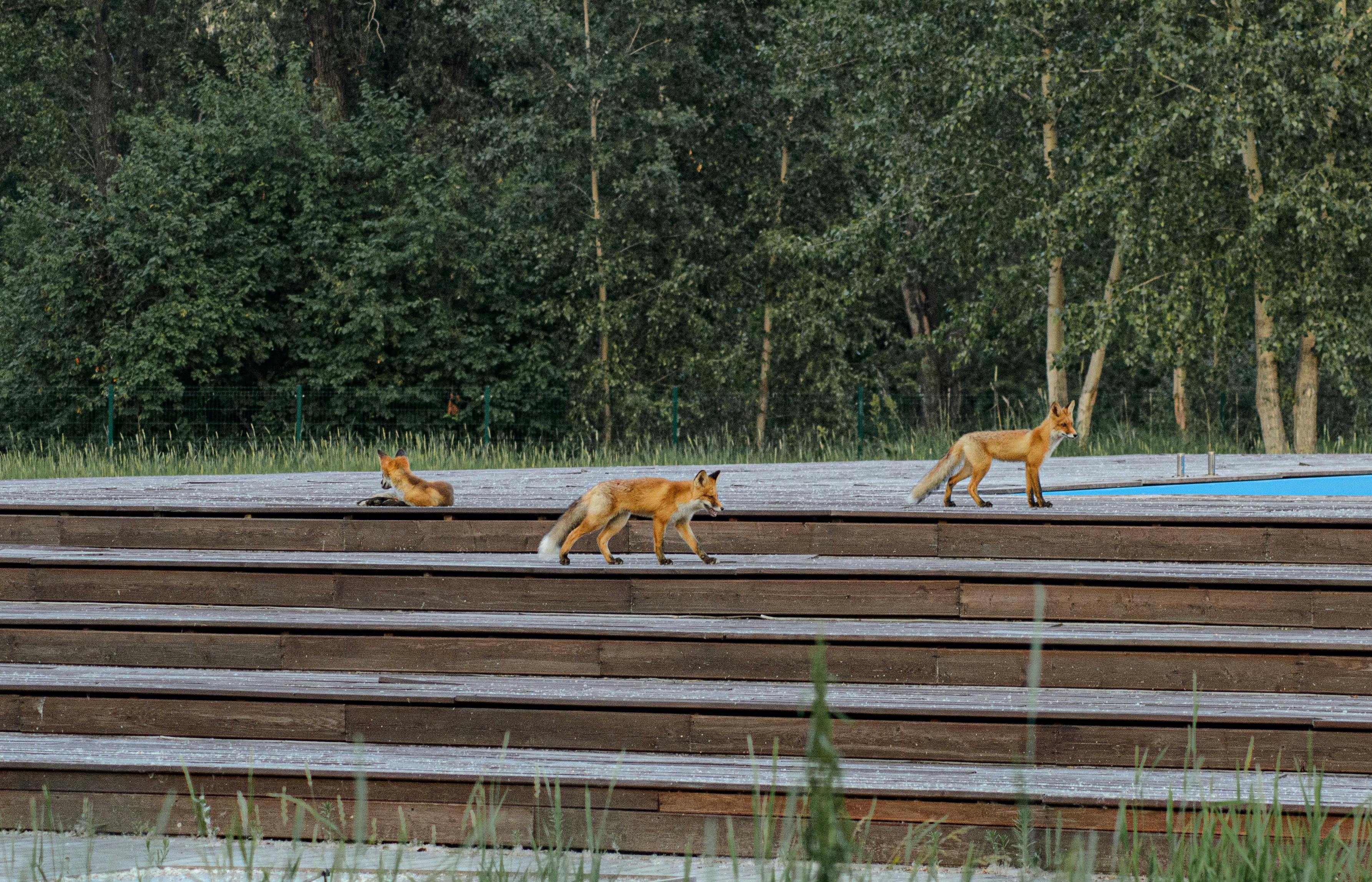 Red Foxes Walking by the Swimming Pool · Free Stock Photo
