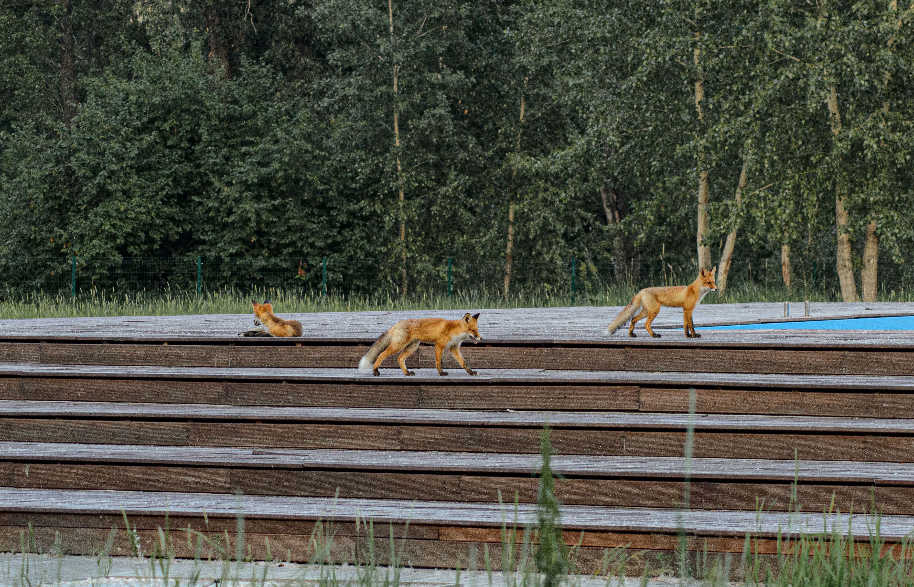 Foxes on the steps of a swimming pool · Free Stock Photo