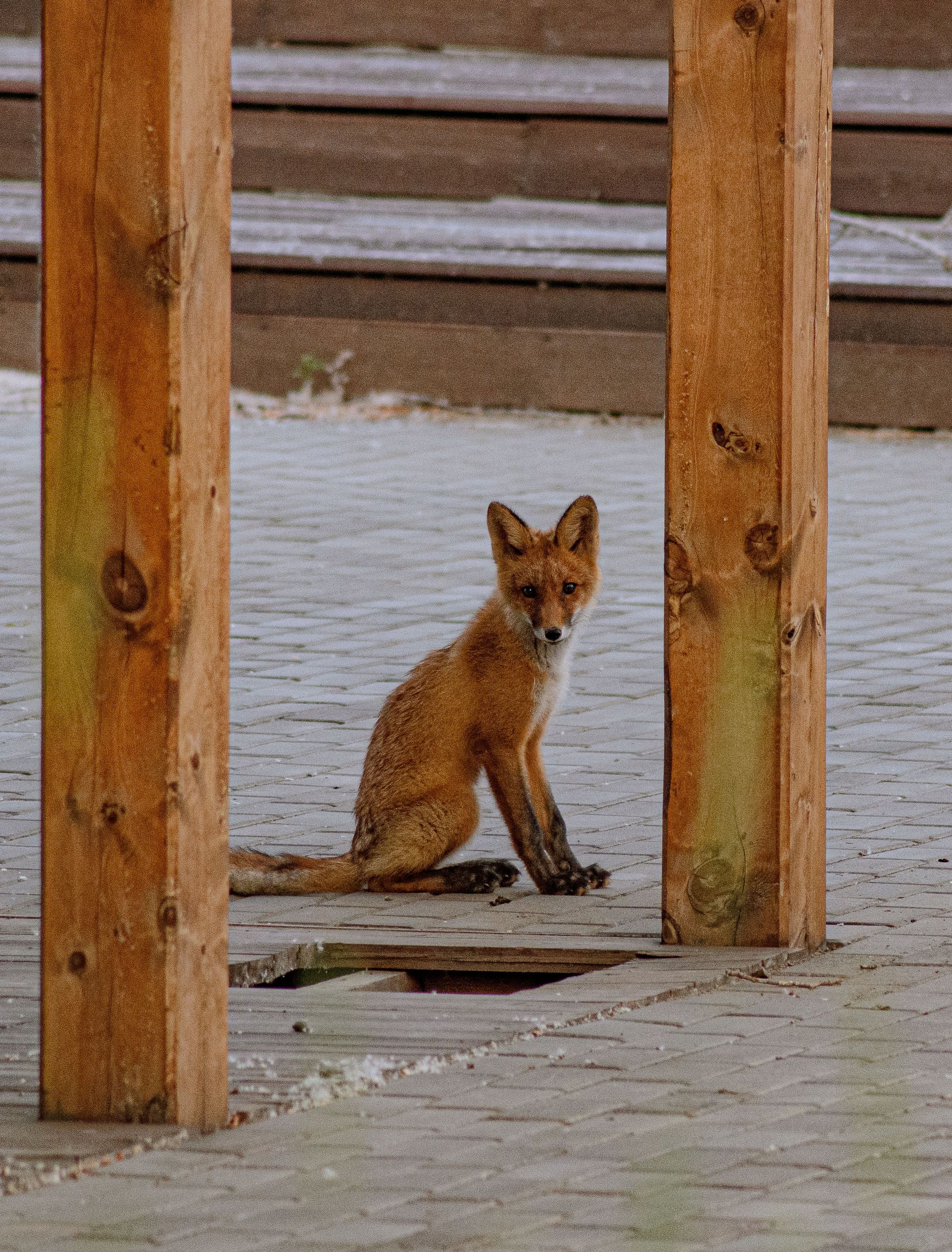 Brown Fox on Tree Stump · Free Stock Photo