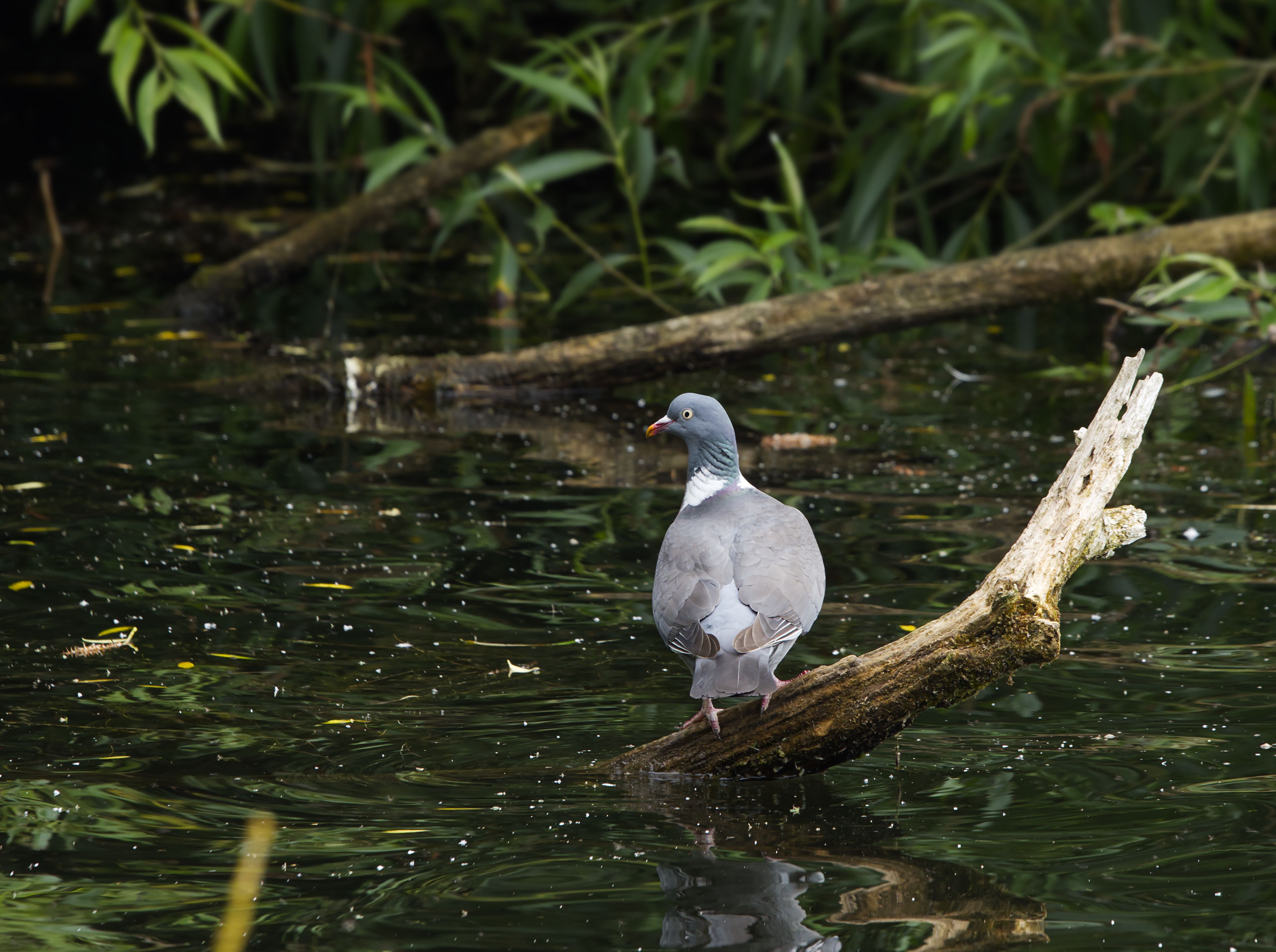 Pigeon Perched on a Stick in the River · Free Stock Photo