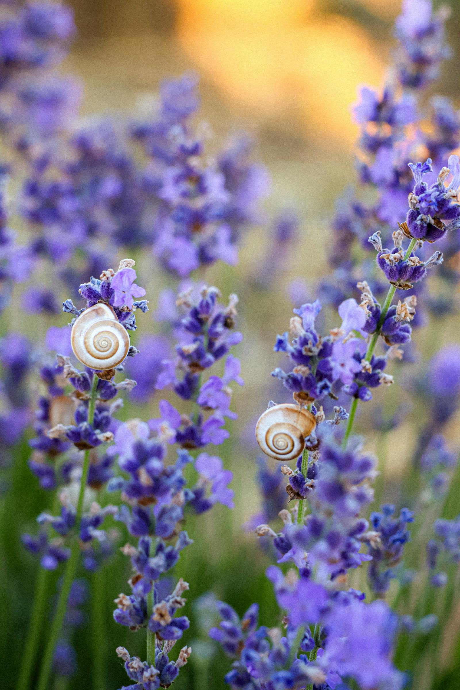 Snails Photos, Download The BEST Free Snails Stock Photos & HD Images