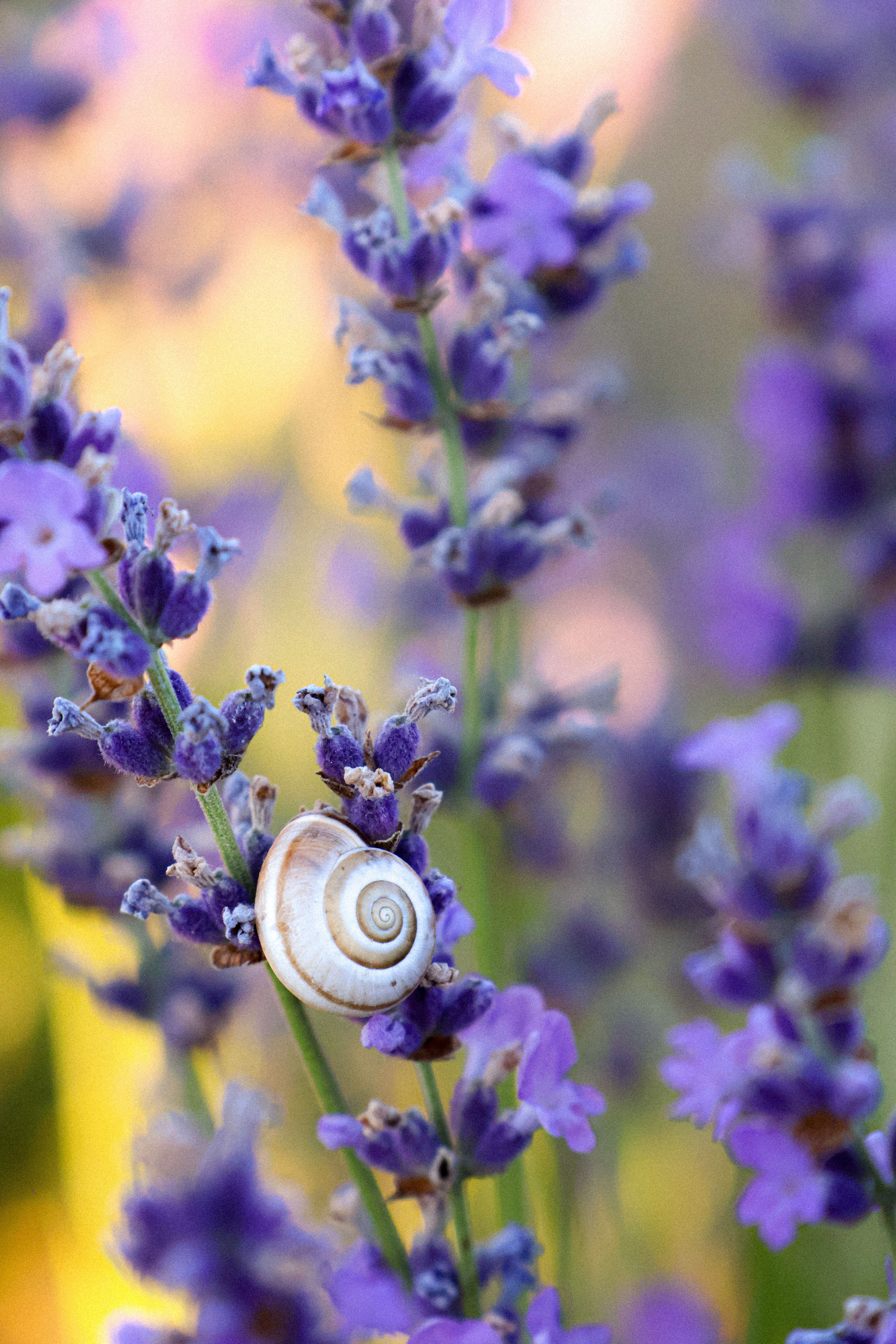Snail on Purple Flowers · Free Stock Photo