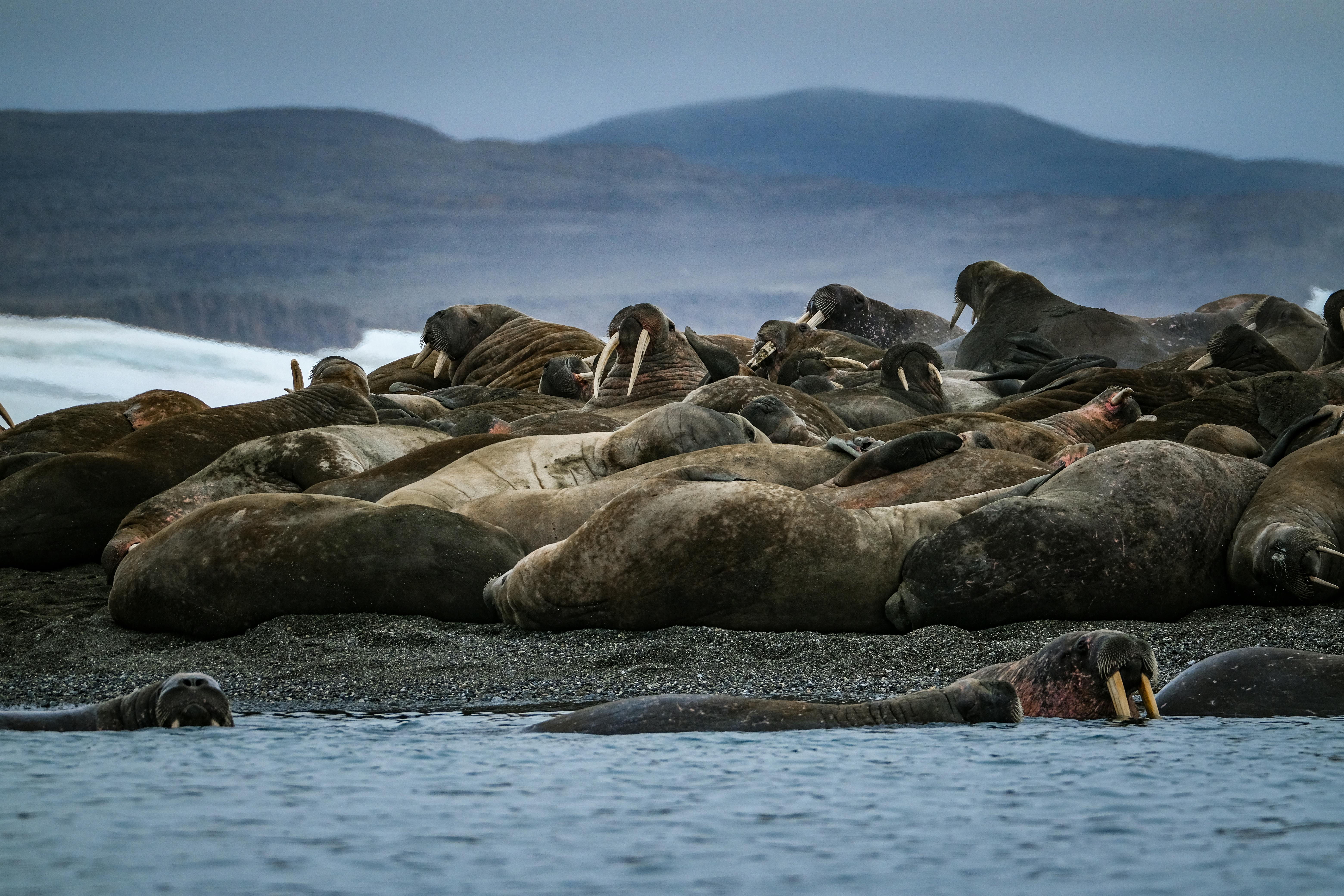 Walruses by a Sea · Free Stock Photo