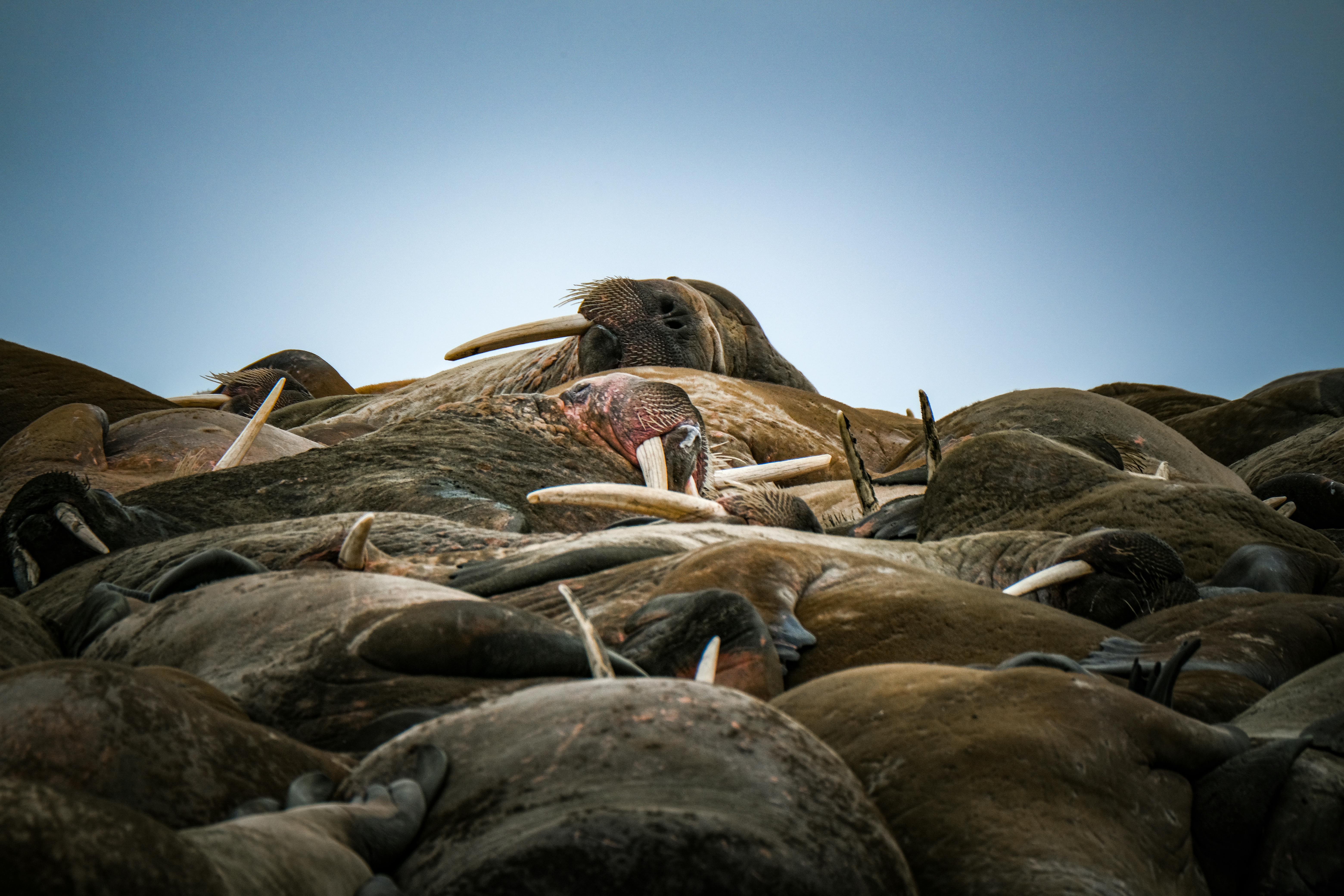 A large pile of walrus tusks · Free Stock Photo