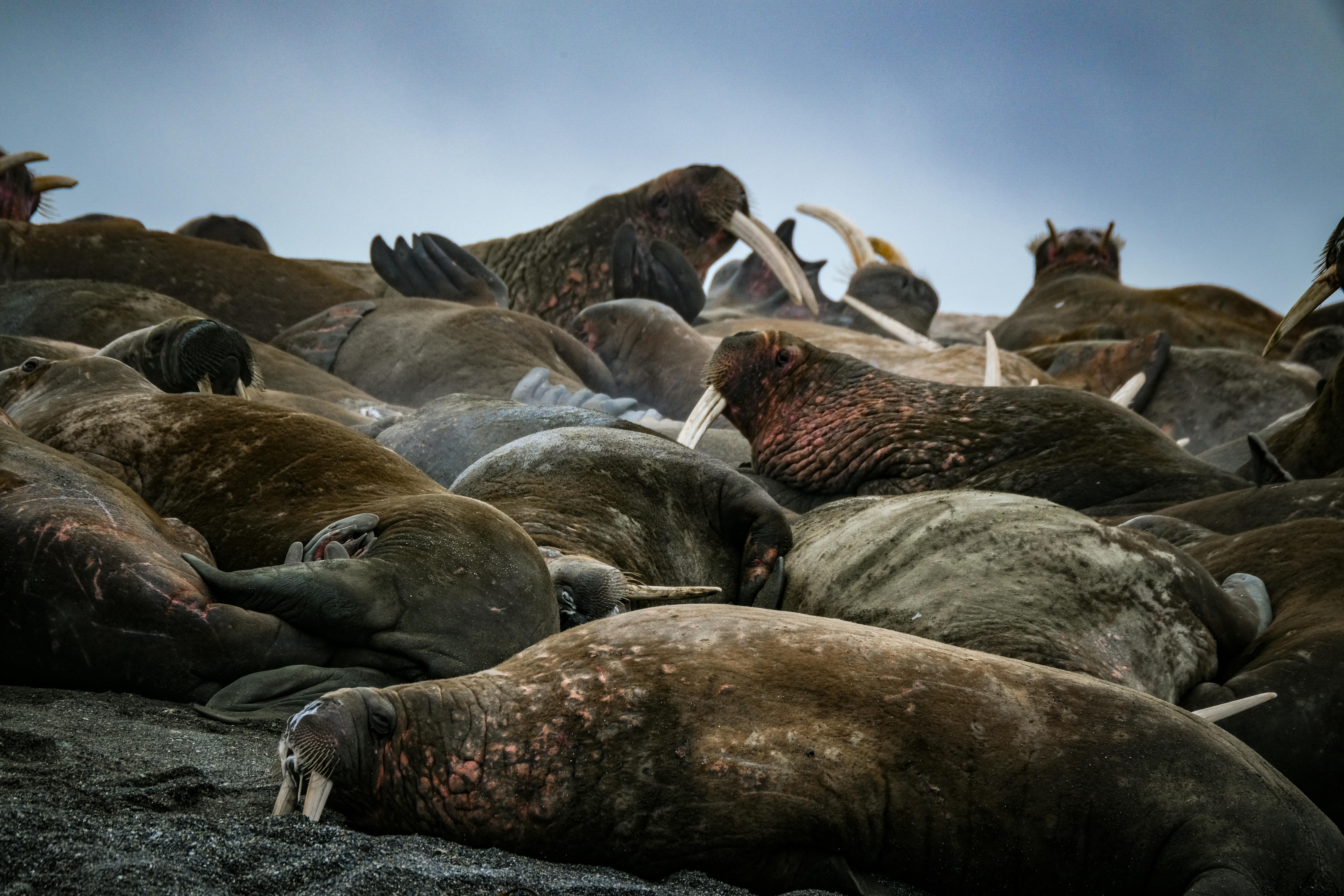 Walruses on a Shore · Free Stock Photo