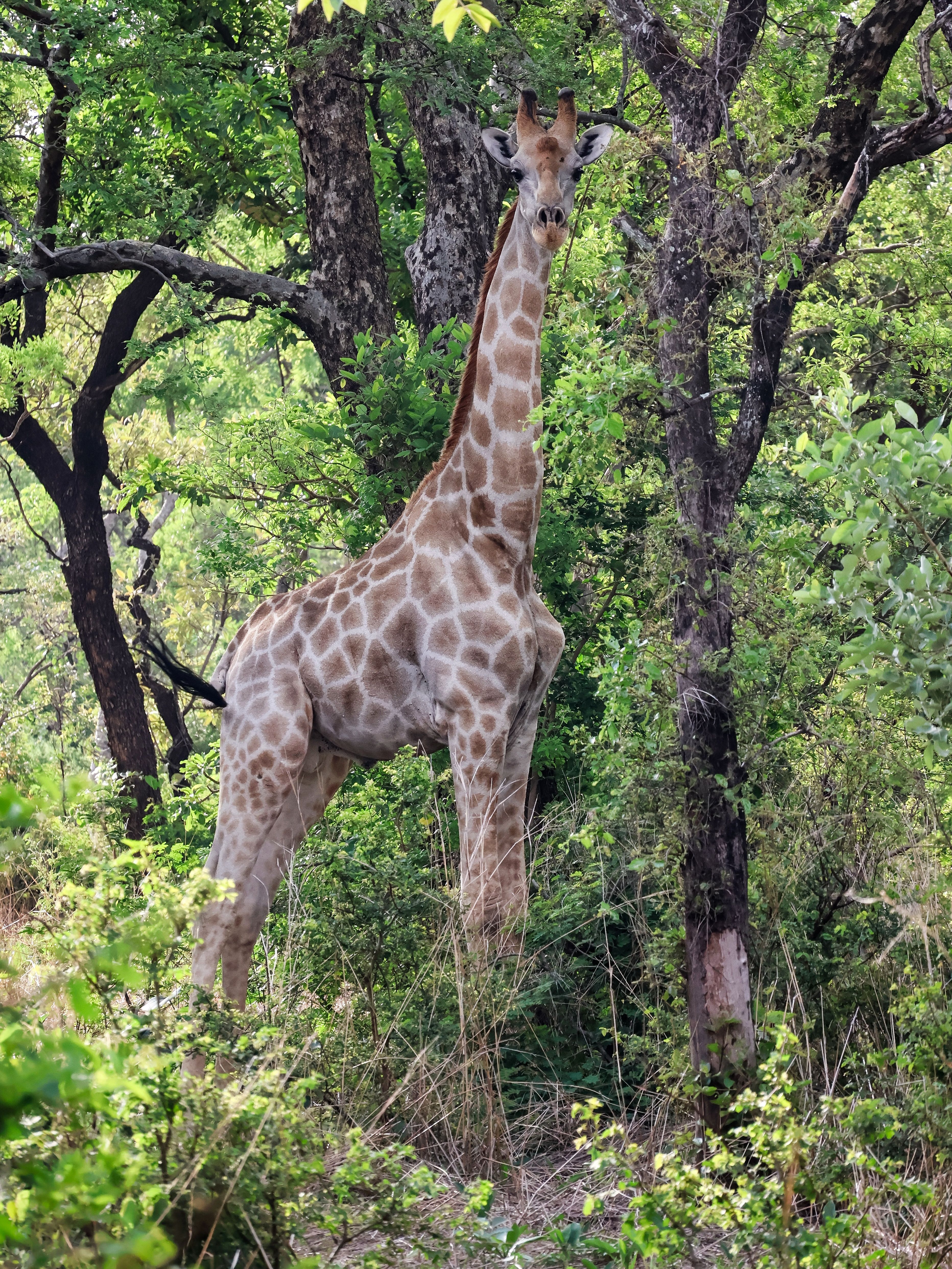 Giraffe in a Jungle · Free Stock Photo