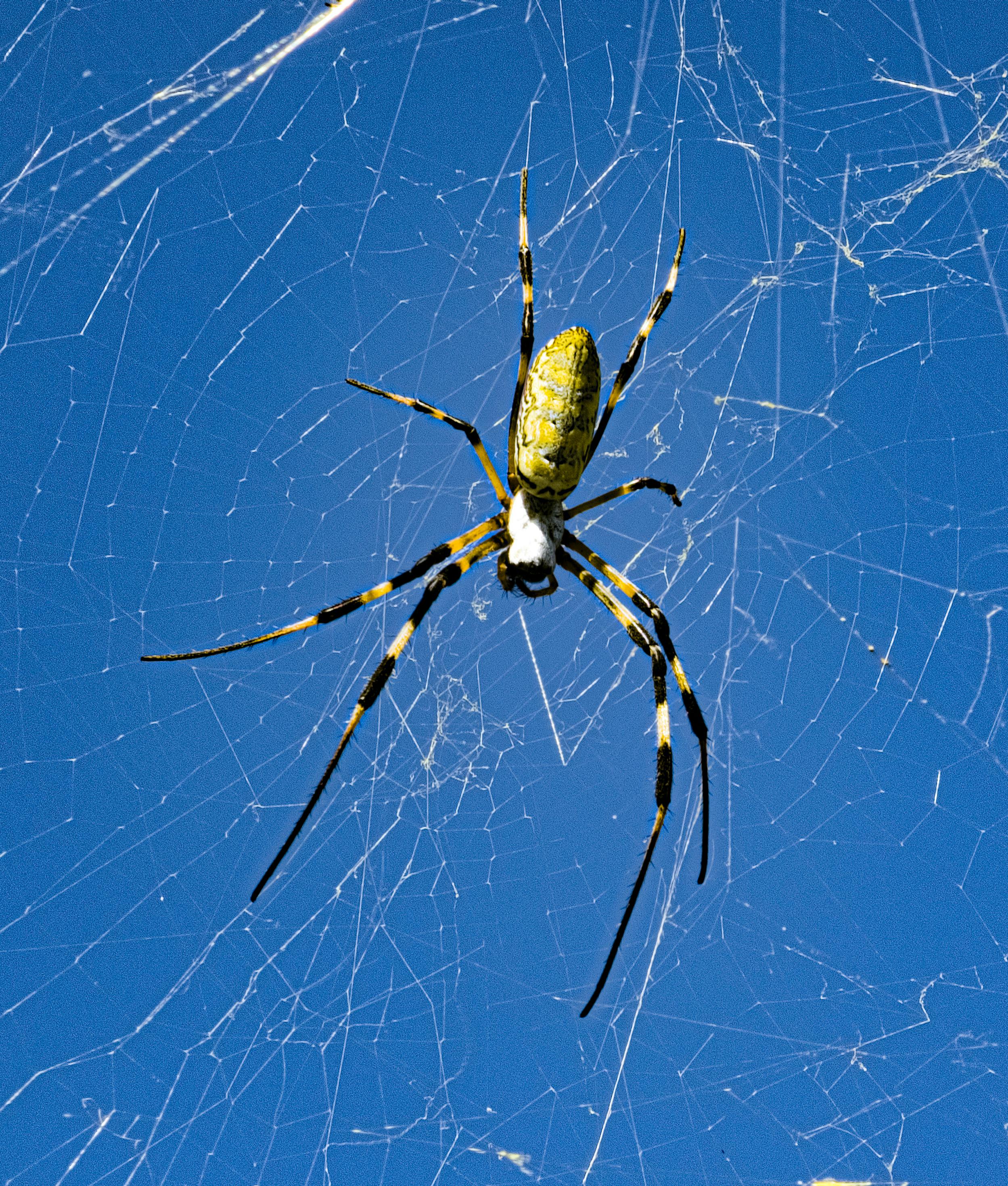 Joro Spider on Web · Free Stock Photo