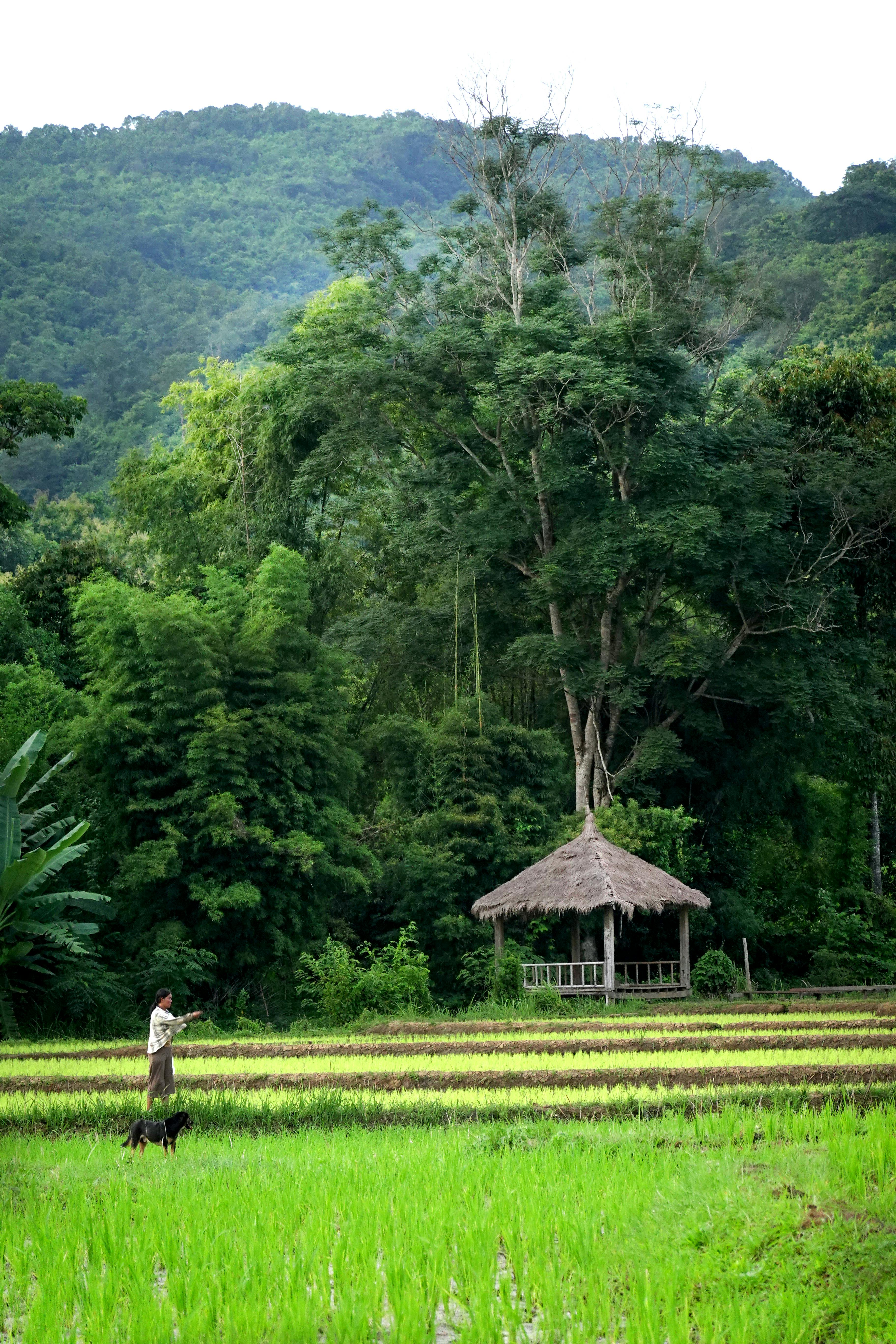 Farmer and Dog Standing on Rice Field · Free Stock Photo