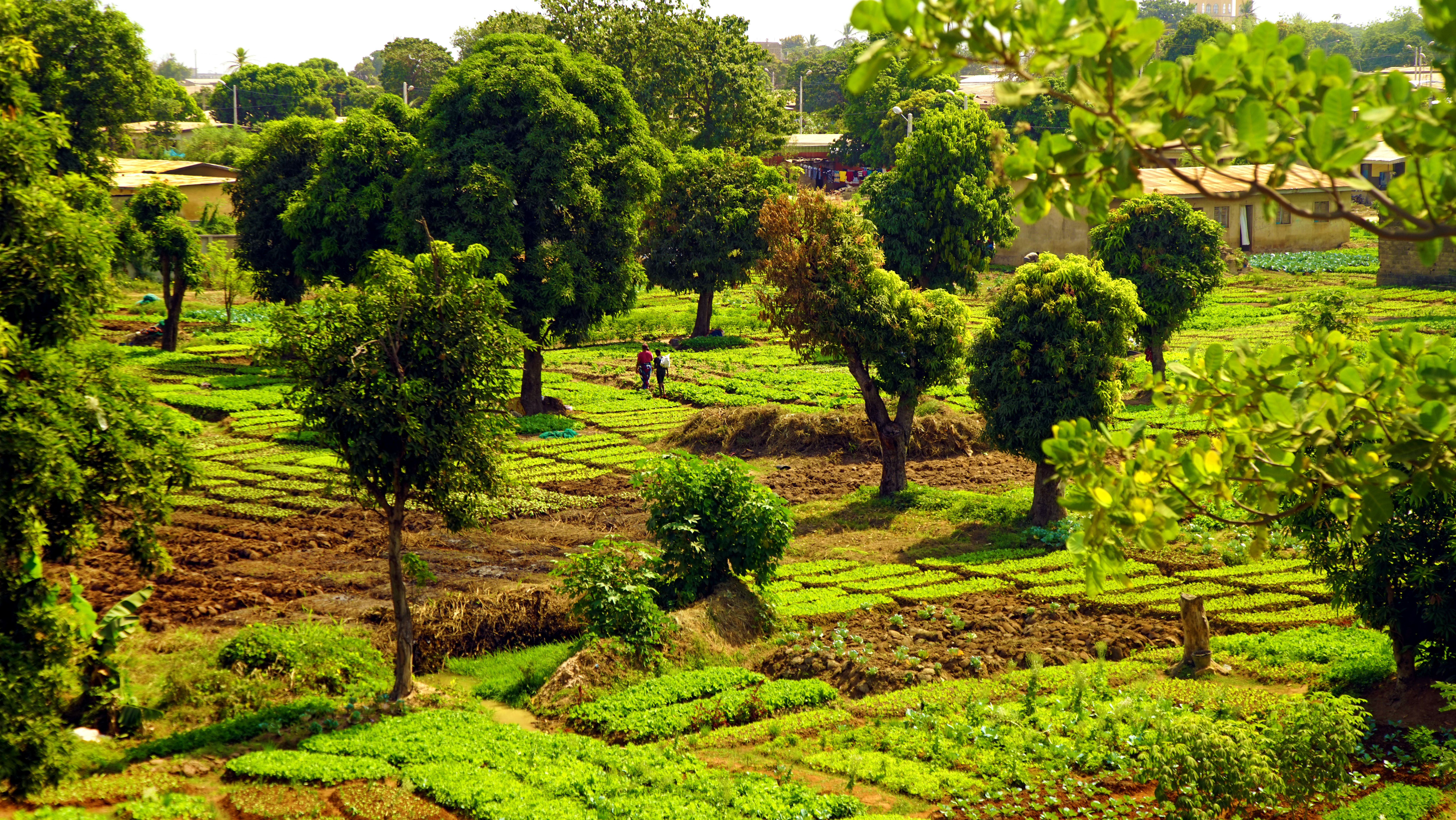 Photo gratuite de activité économique, afrique, agriculture ...