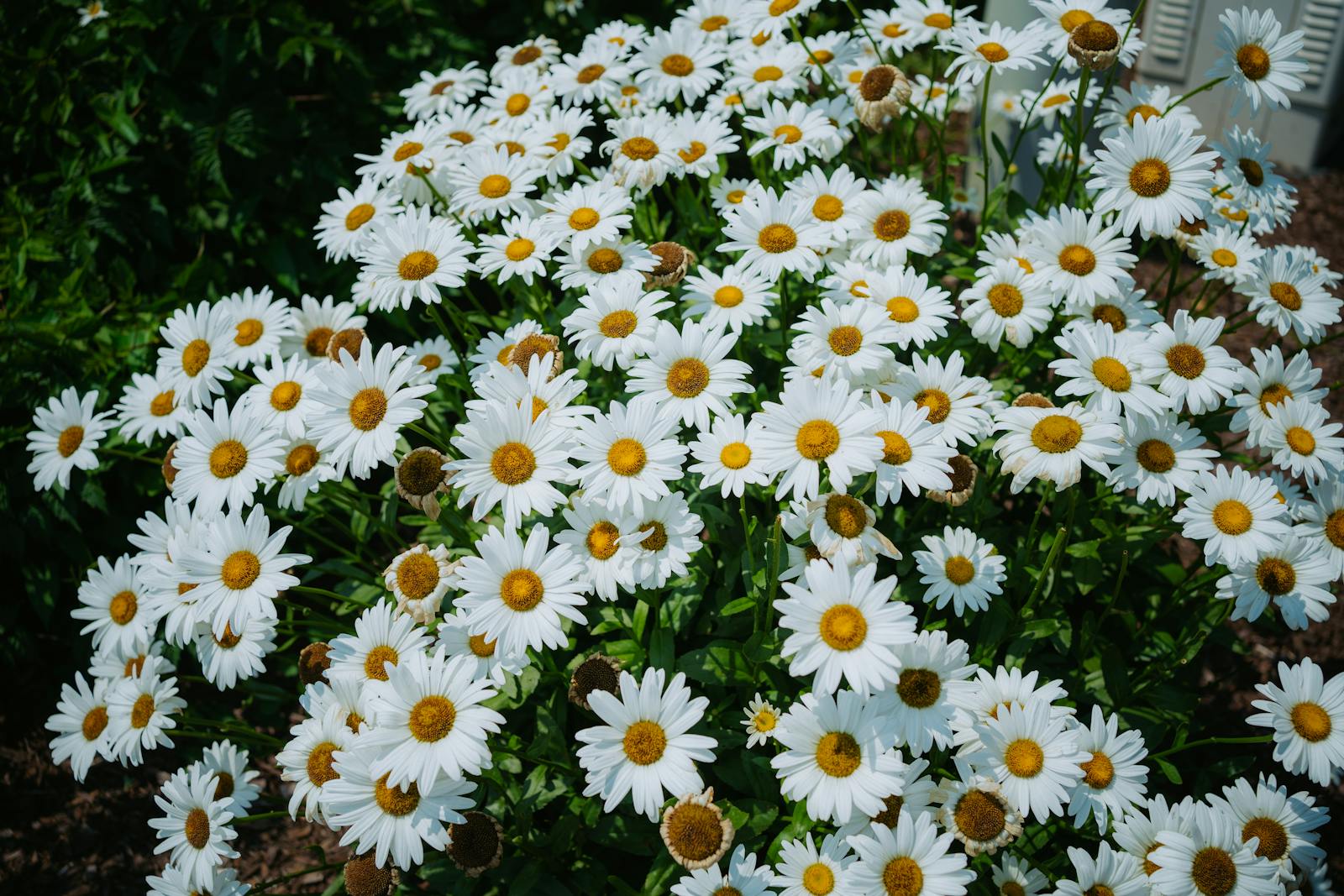 Chamomile Flowers Photos, Download The BEST Free Chamomile Flowers ...