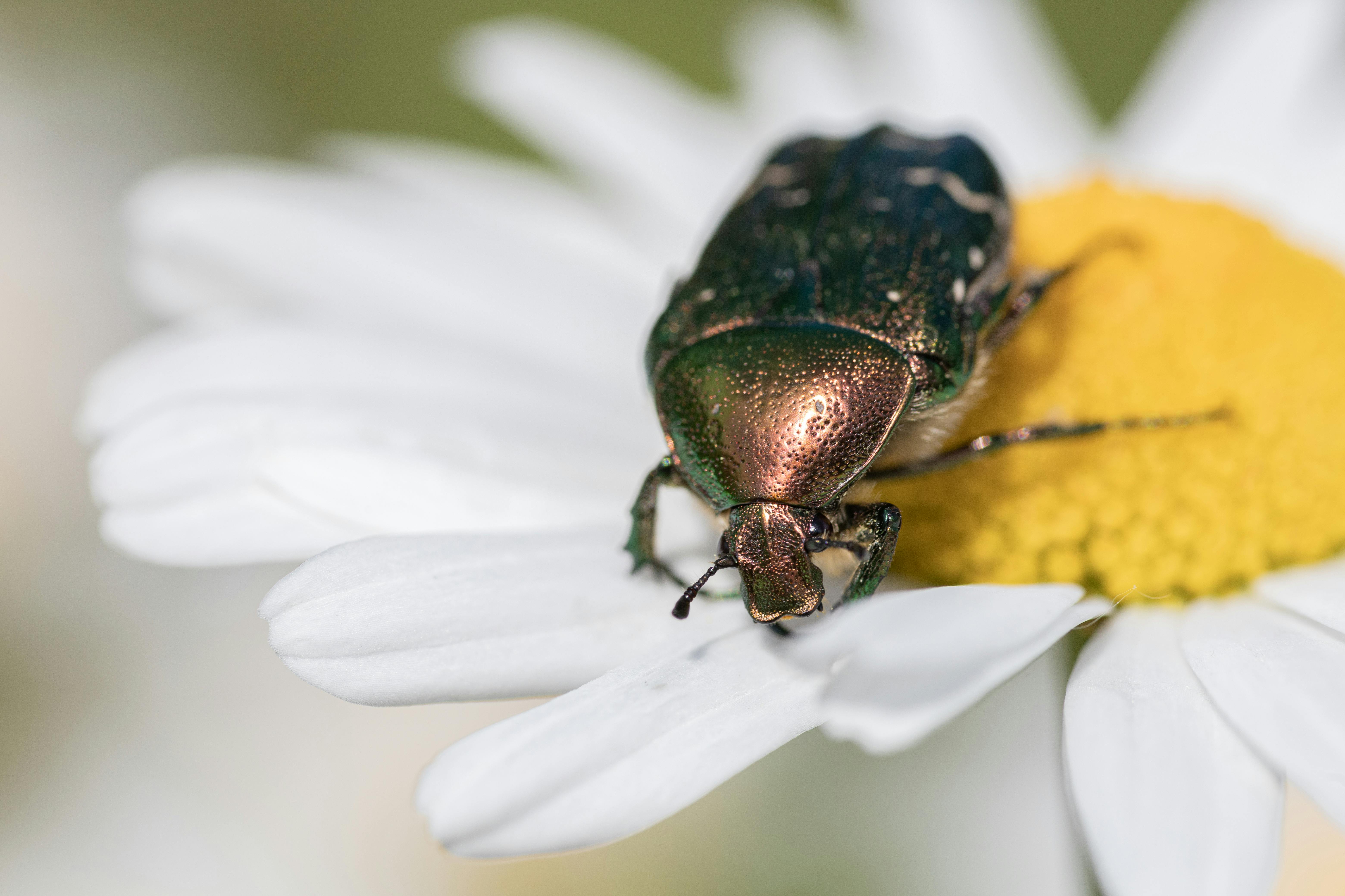 Minstrel Bugs Photos, Download The BEST Free Minstrel Bugs Stock Photos ... Minstrel Bugs Photos, Download The BEST Free Minstrel Bugs Stock Photos ...