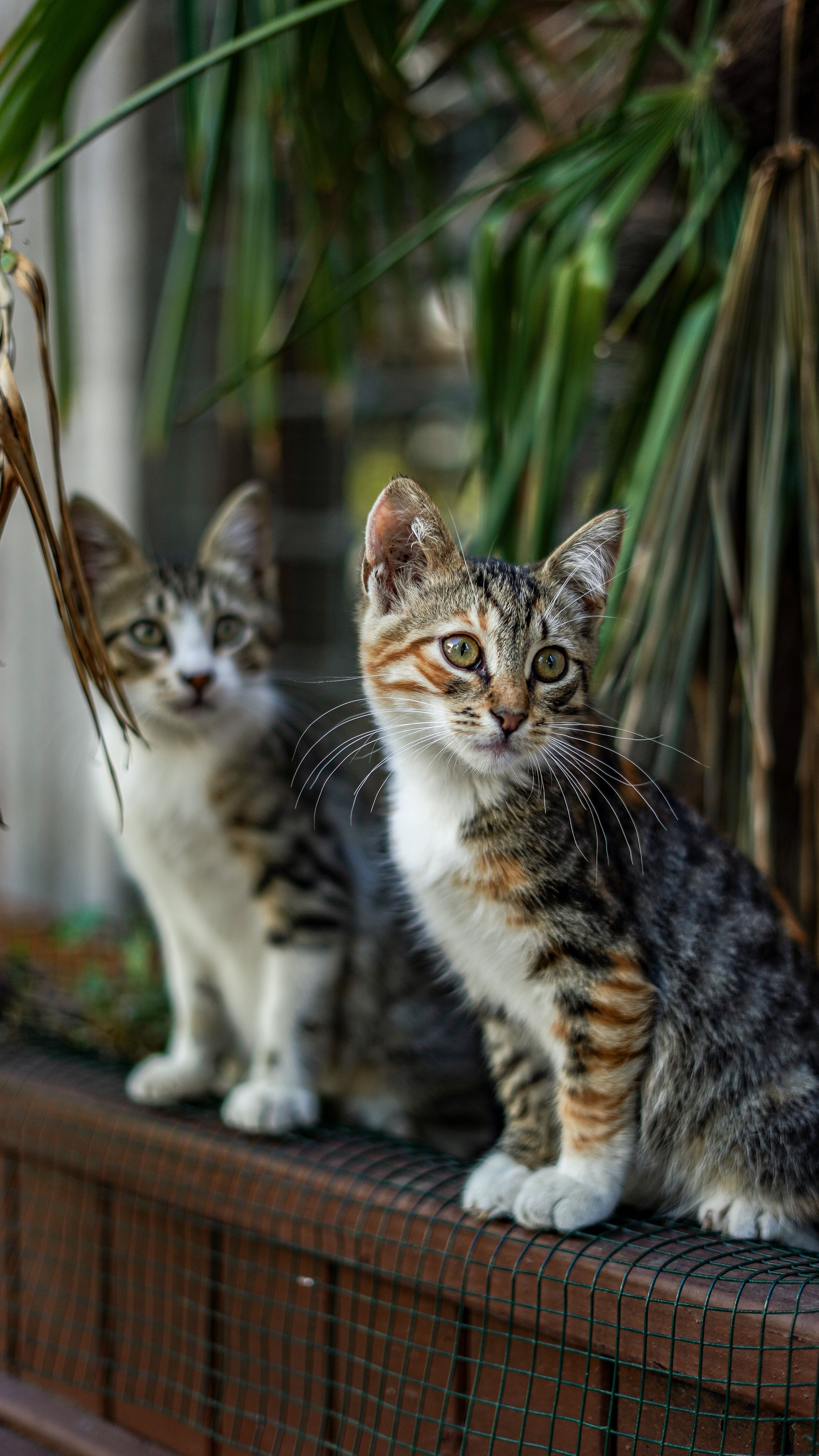 Beautiful Kittens Photos, Download The BEST Free Beautiful Kittens ...