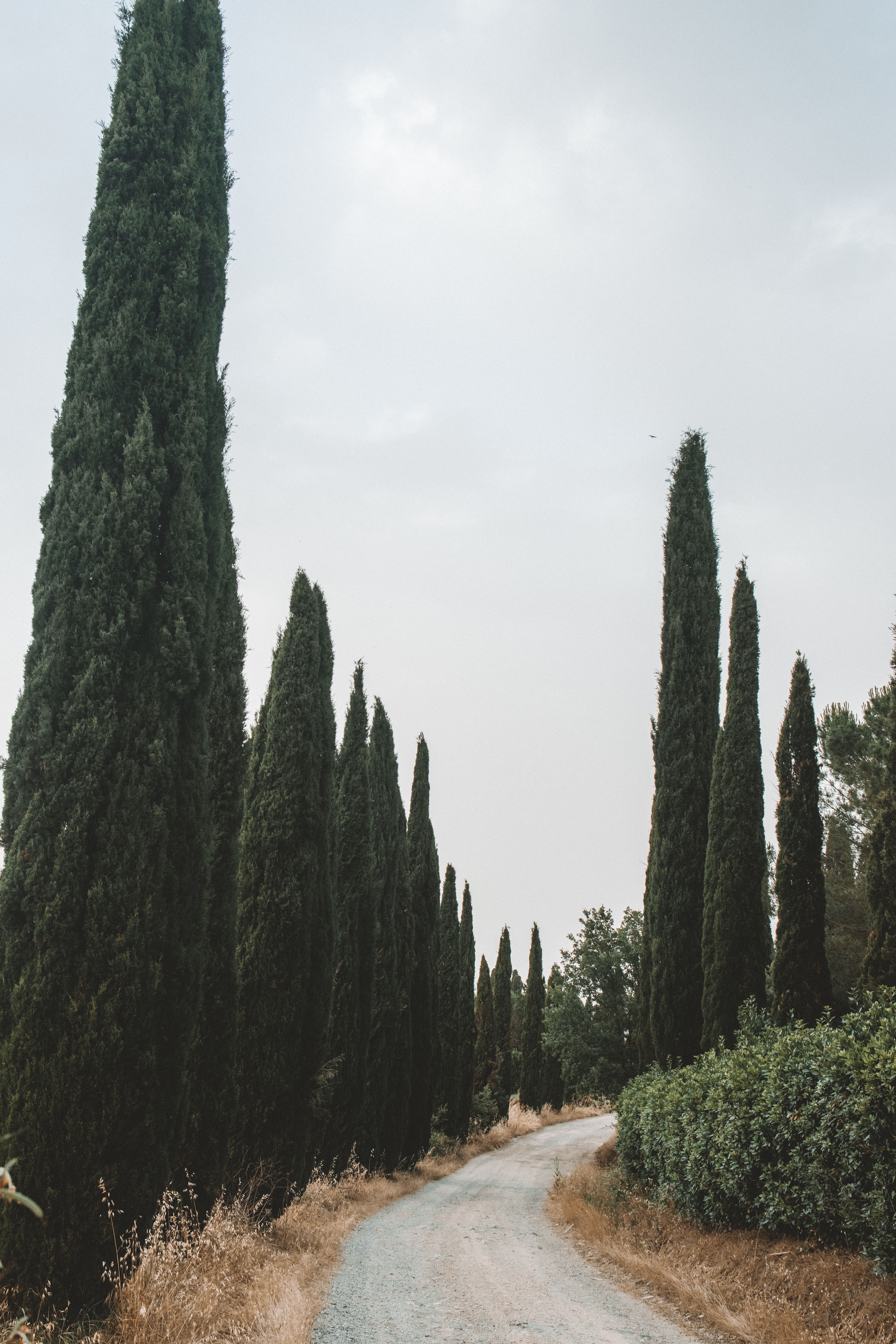 Cypress Trees Growing by Roadside · Free Stock Photo