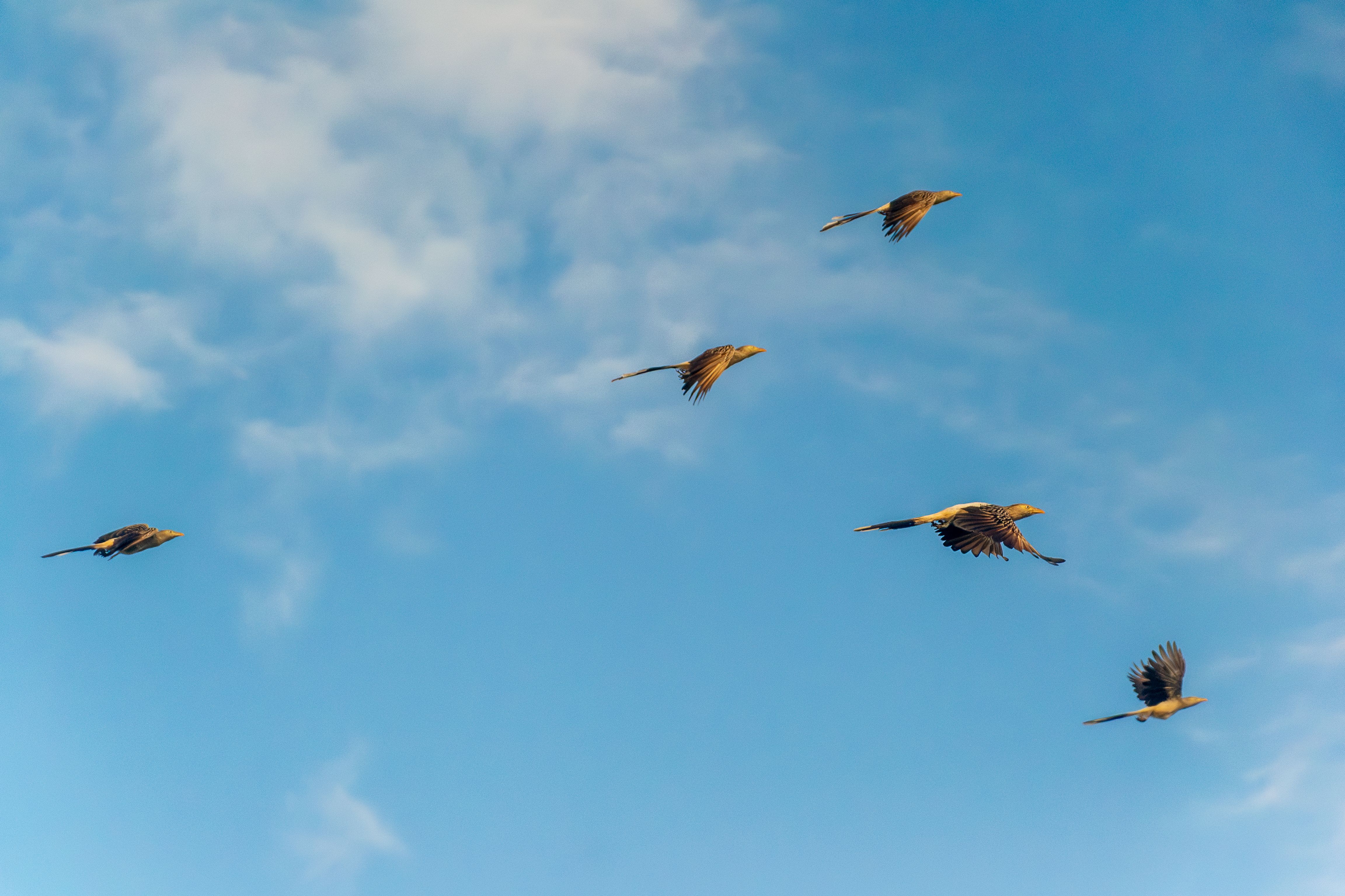 Group of Birds flying in the Sky · Free Stock Photo