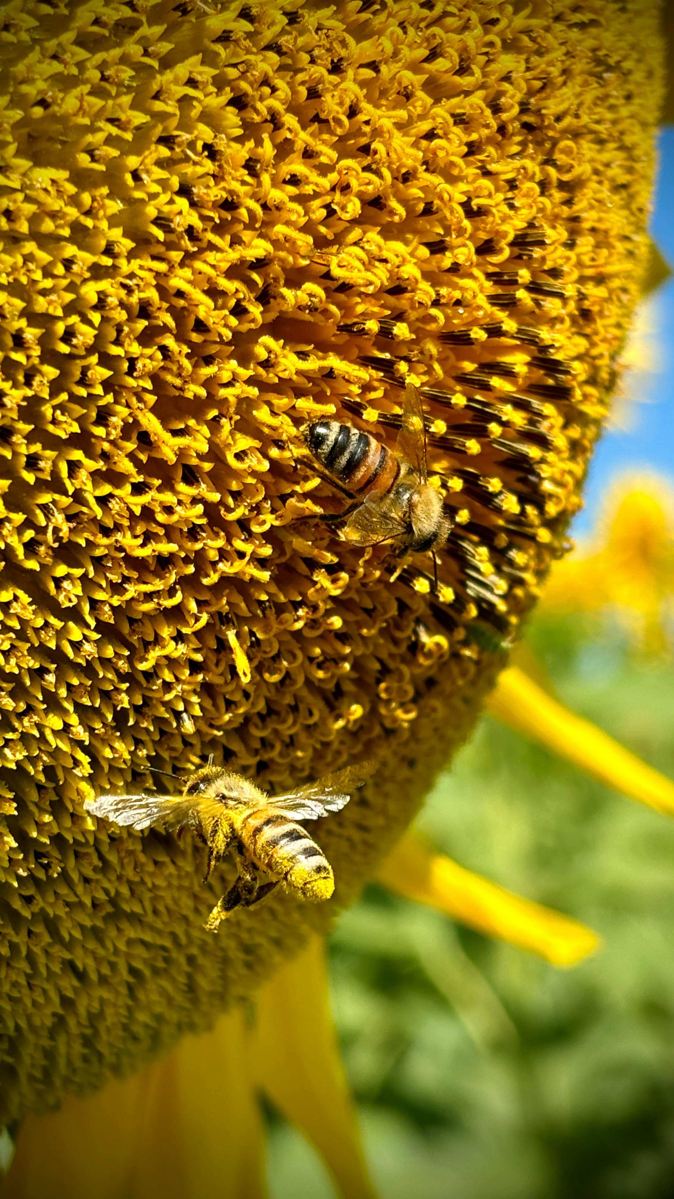 Bees on Sunflower · Free Stock Photo