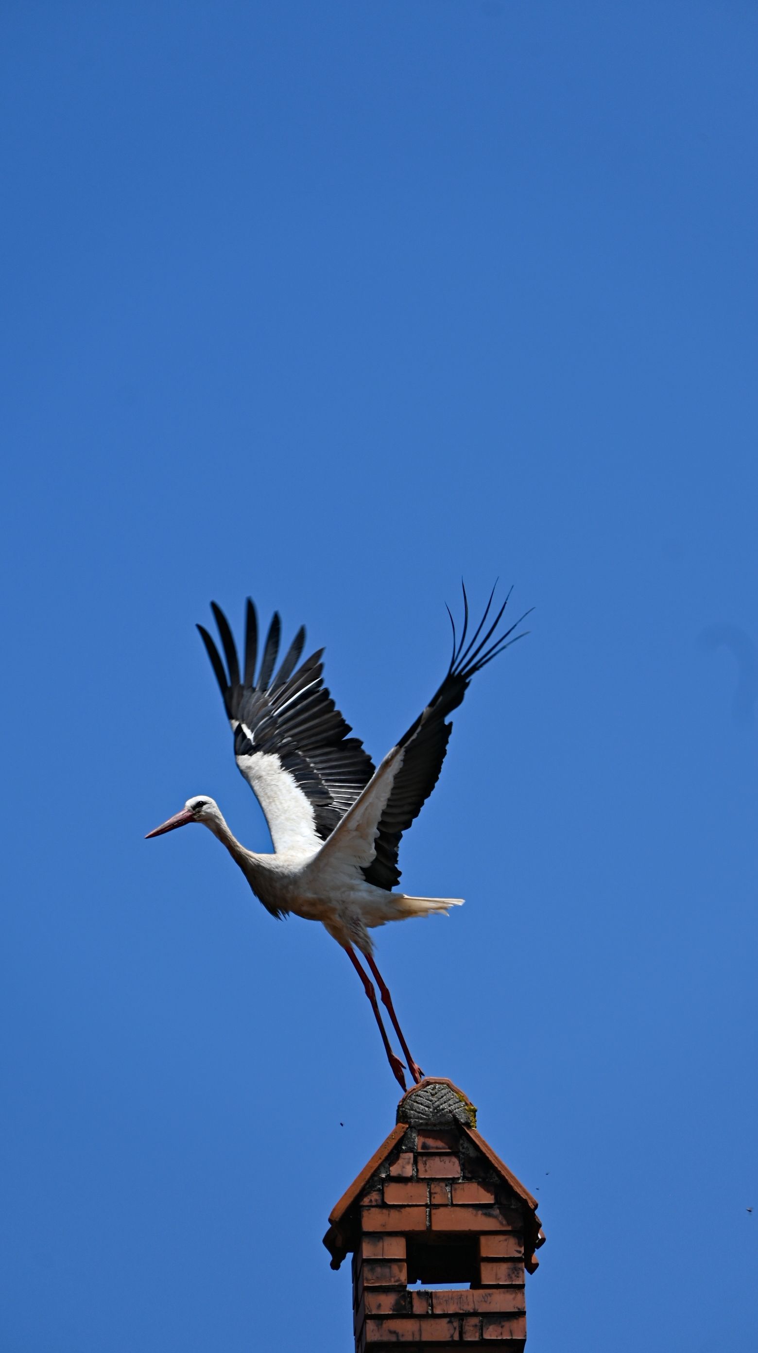 Stork Flying off from a Brick Tower · Free Stock Photo