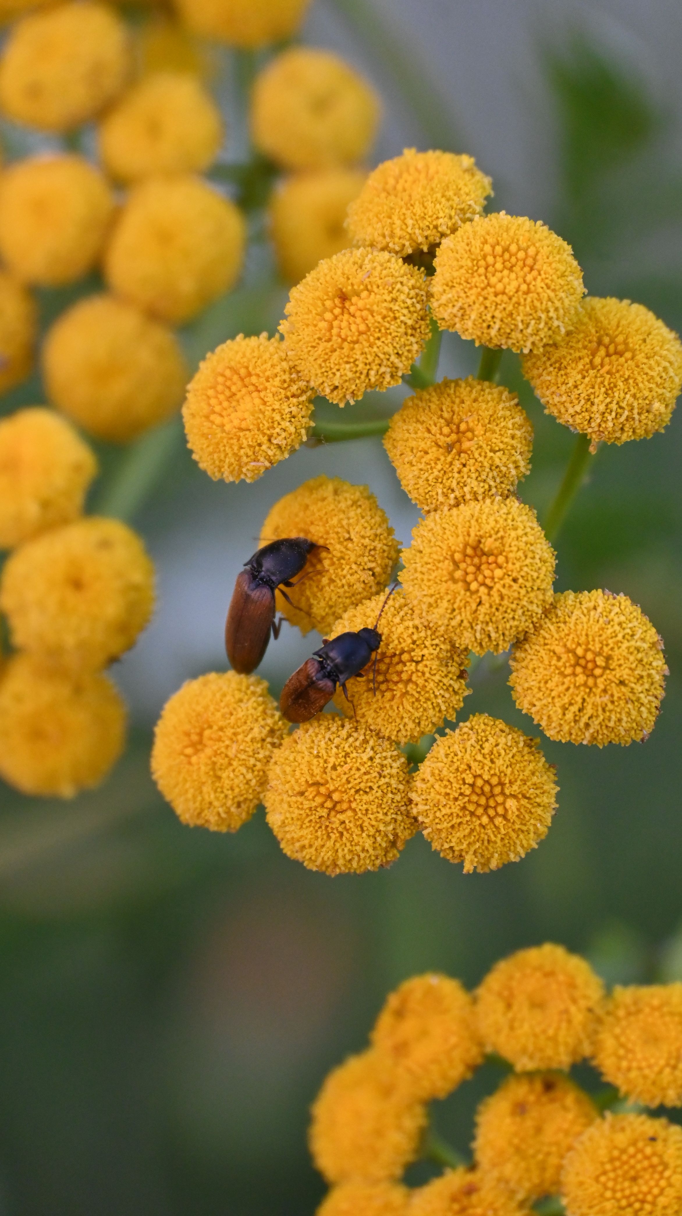 Insects on Yellow Flowers · Free Stock Photo