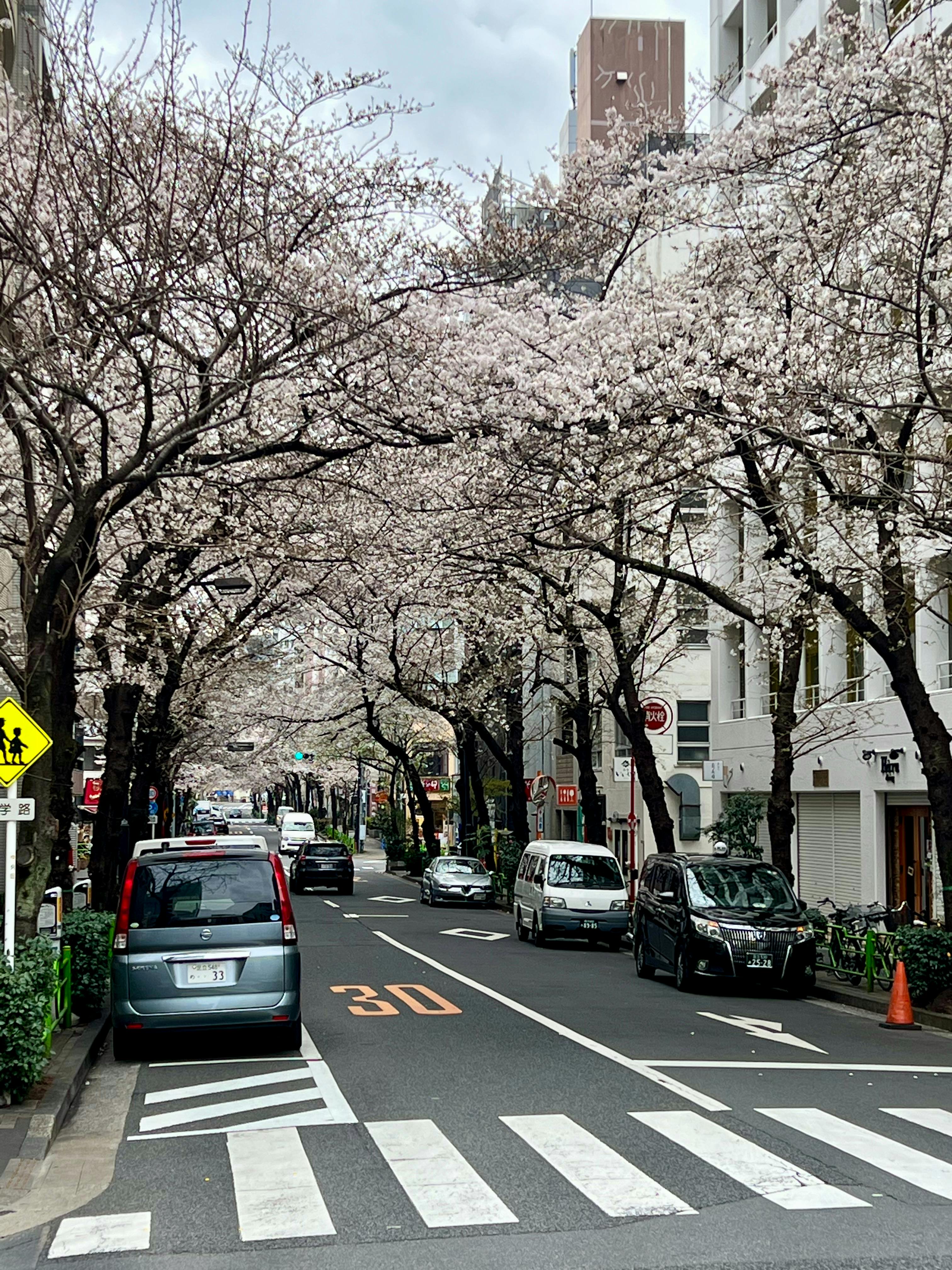 Cherry Blossom Street in Tokyo, Japan · Free Stock Photo