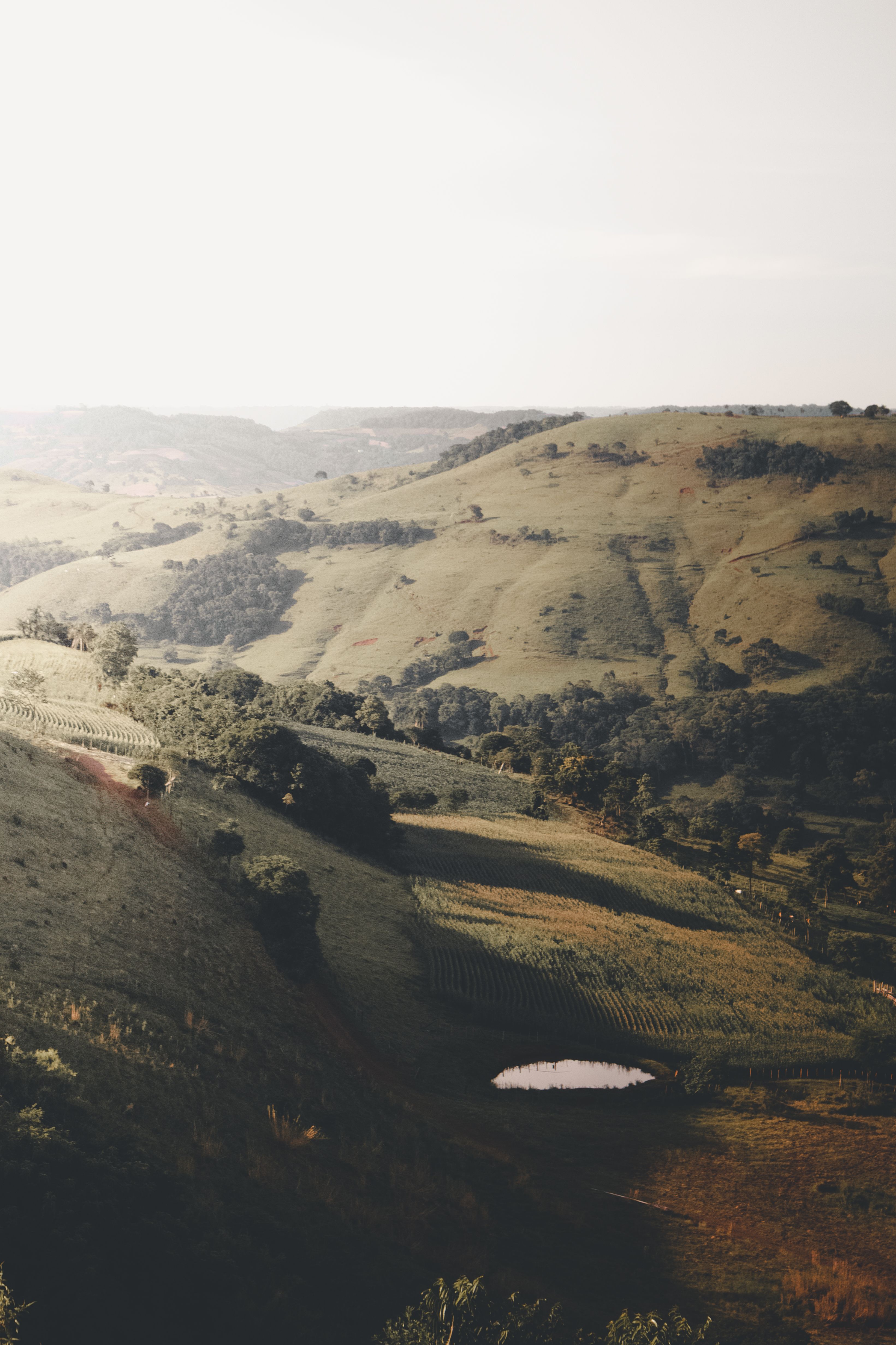 Trees over Hills · Free Stock Photo
