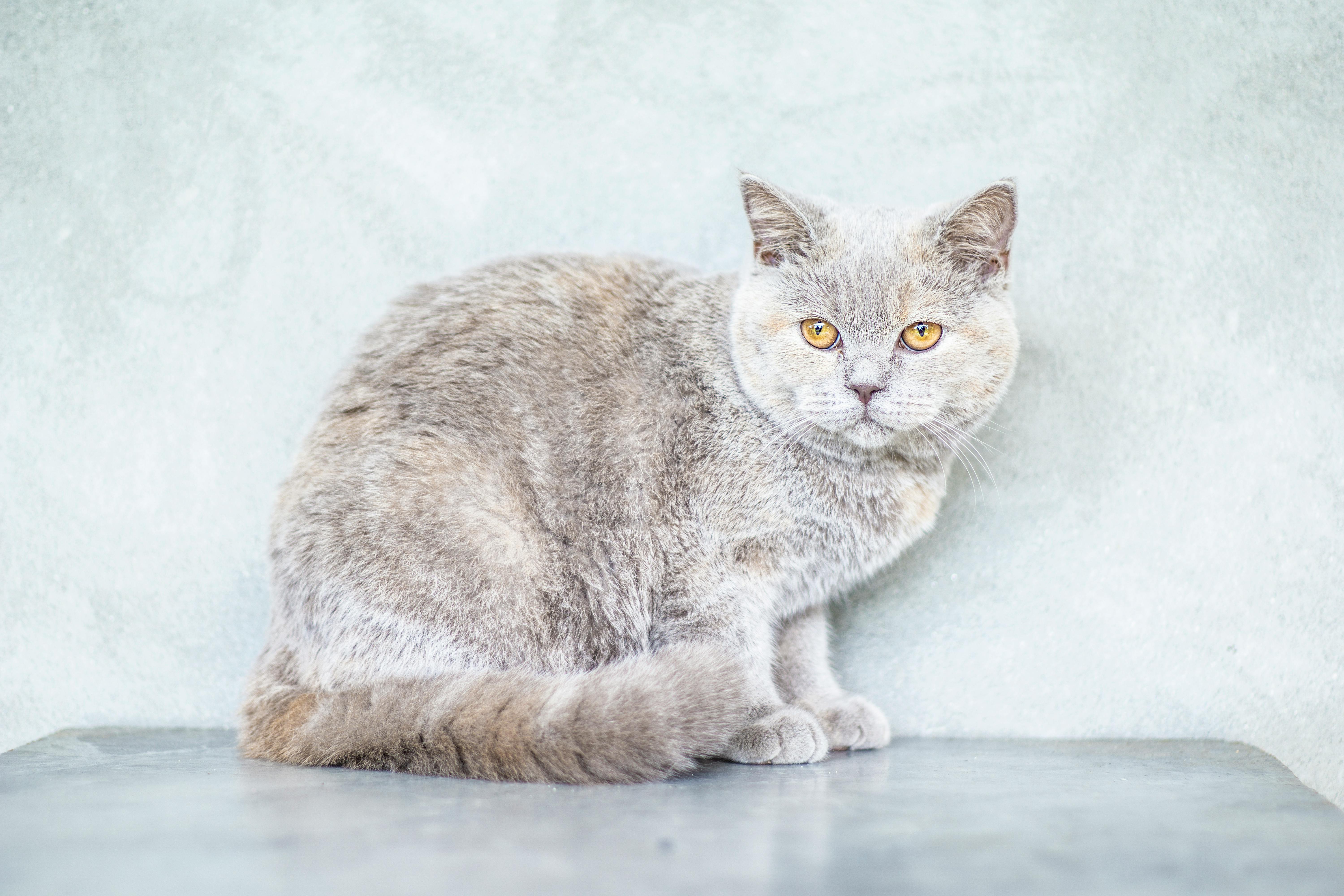 Fat gray cat sitting on table · Free Stock Photo