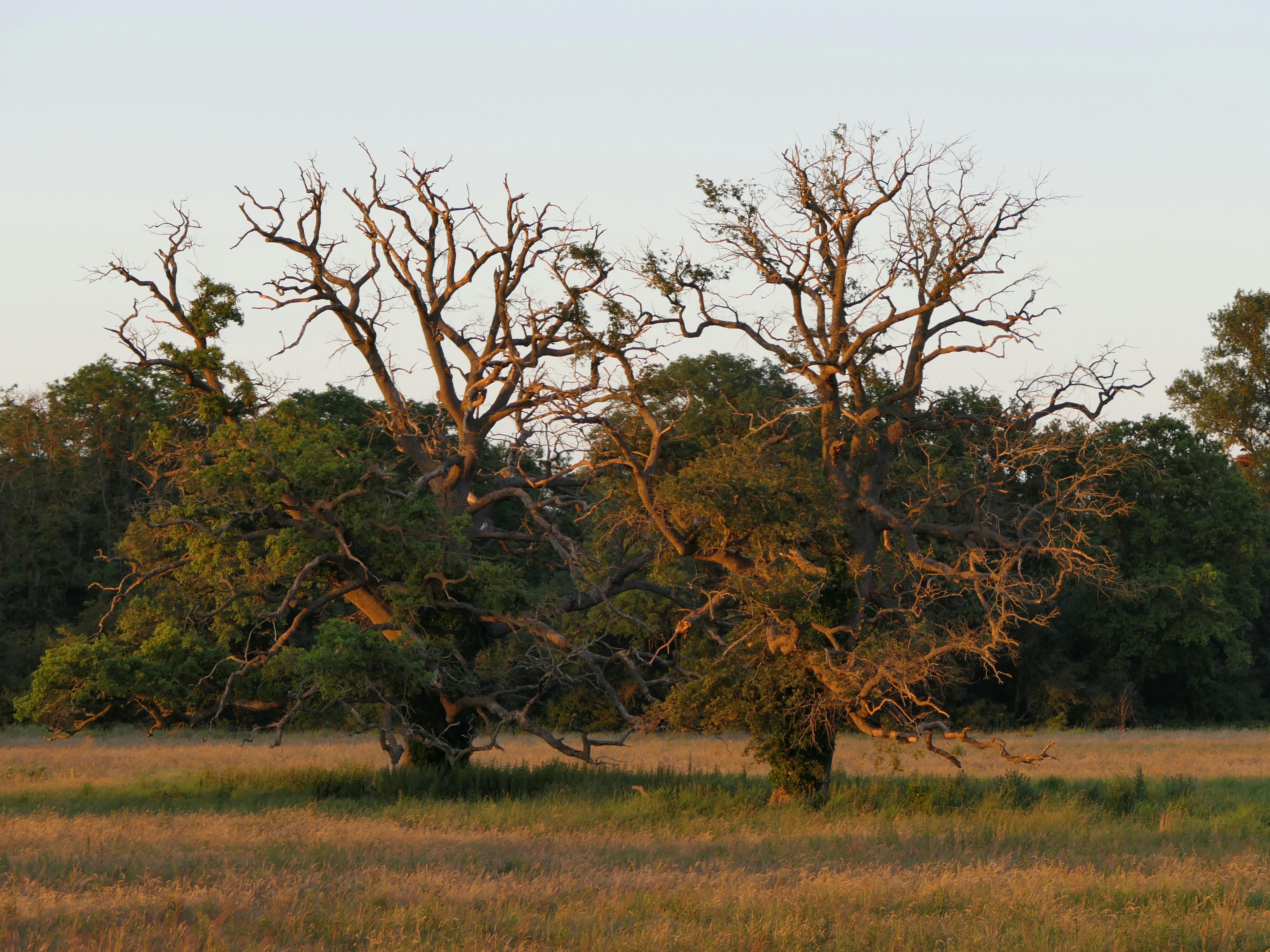 Old dead oak trees in sunset · Free Stock Photo