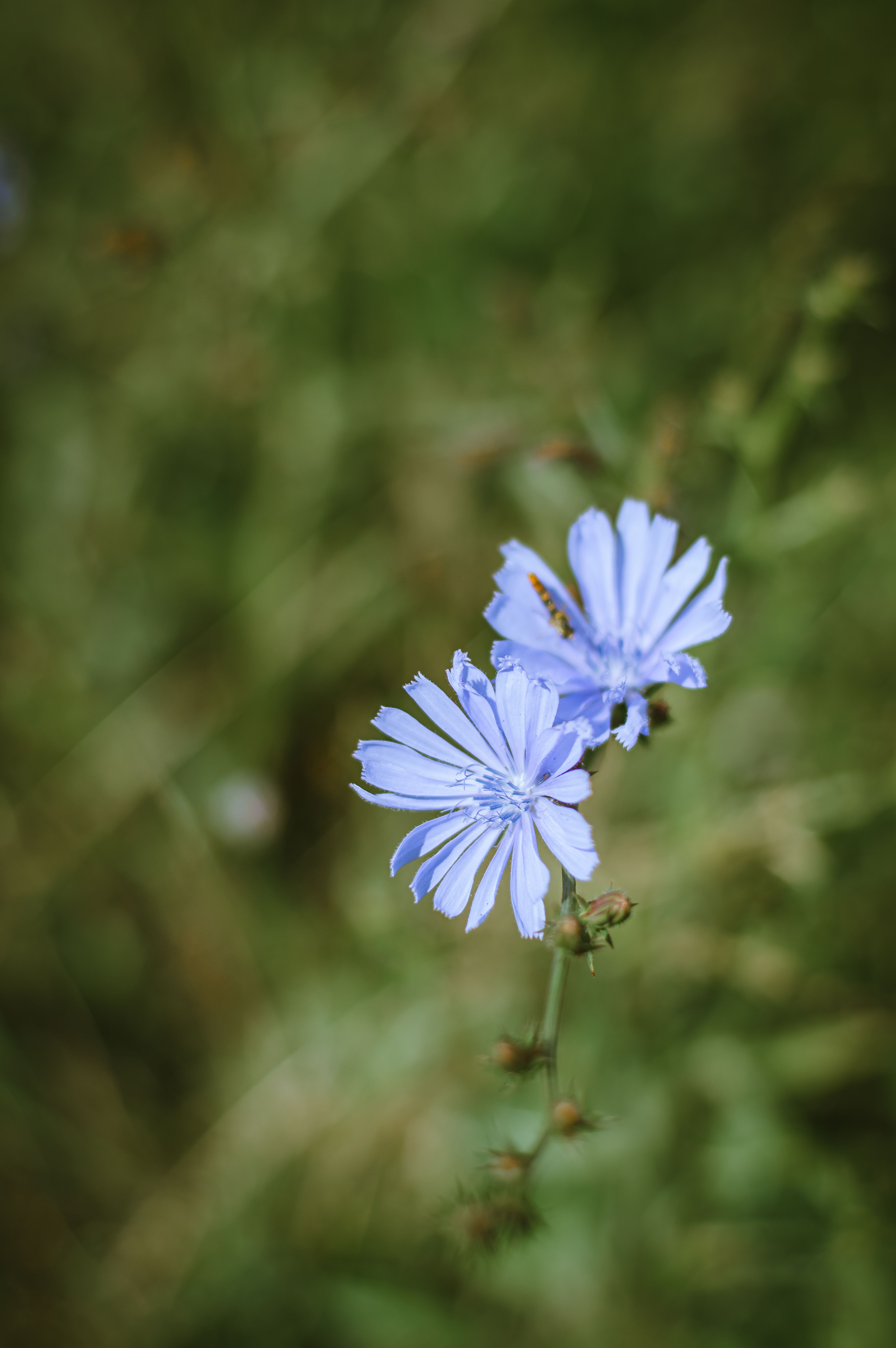 Close-up of Chicory Flowers · Free Stock Photo