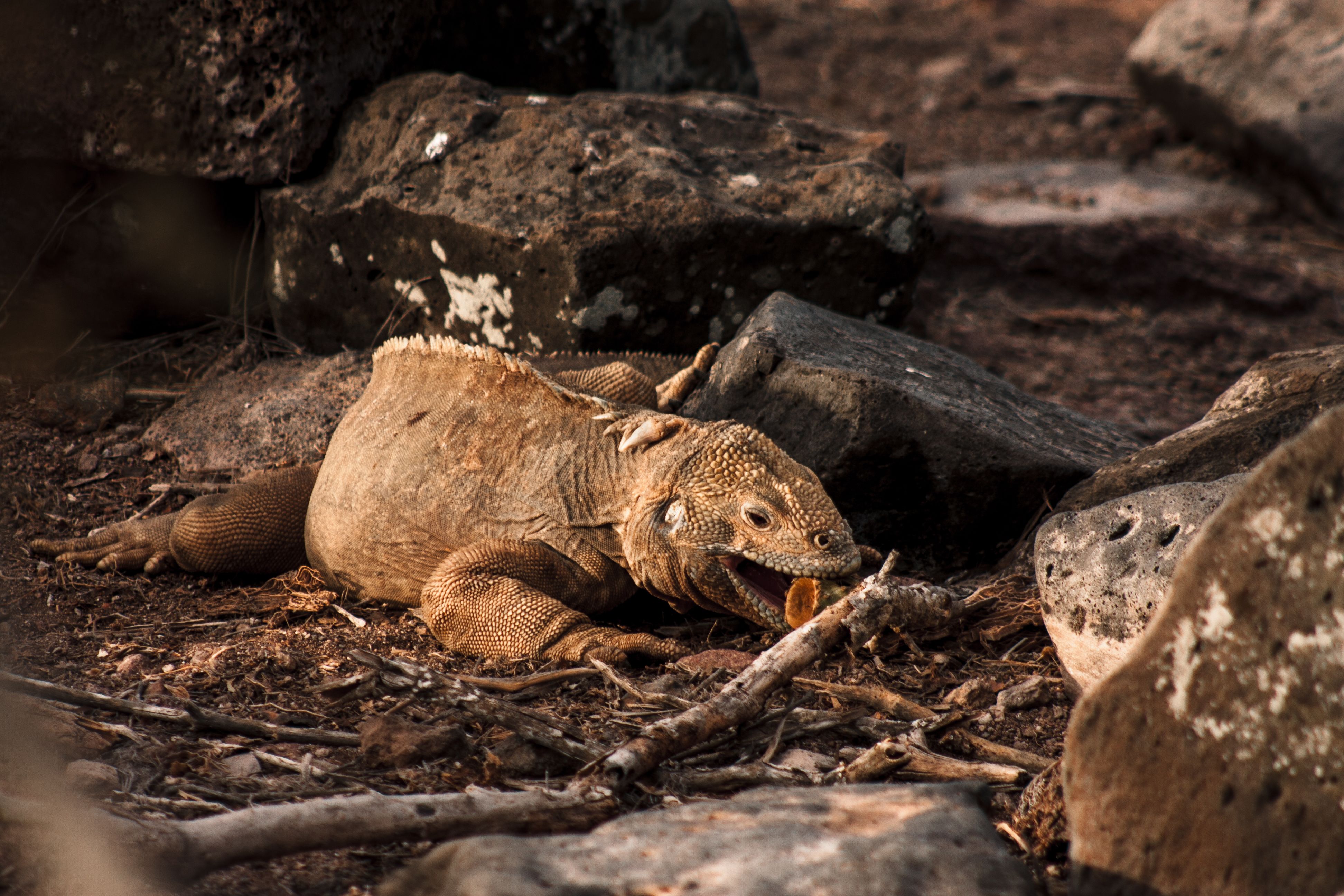 Galapagos Land Iguana in Natural Habitat · Free Stock Photo
