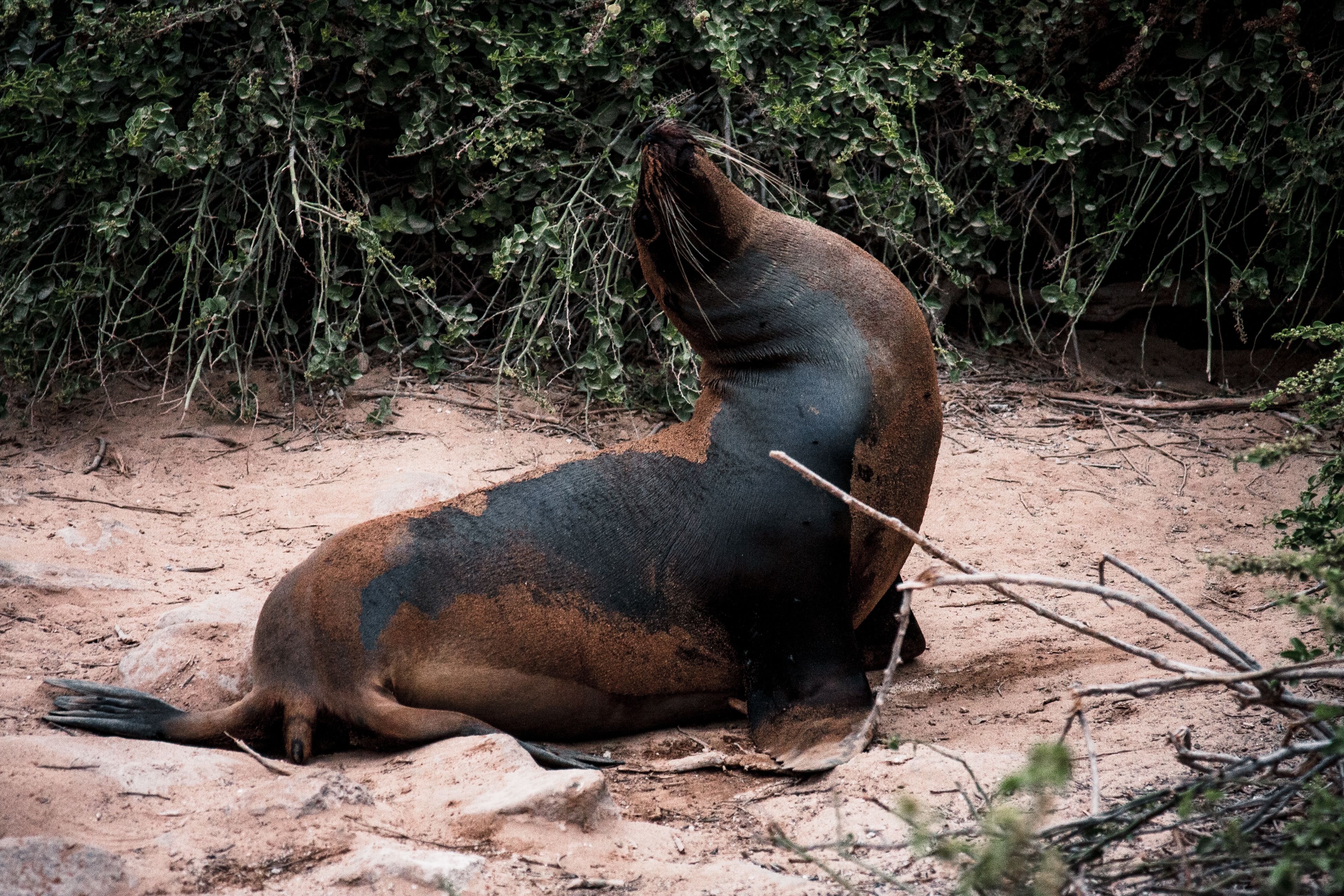 Galapagos Sea Lion in Natural Habitat · Free Stock Photo