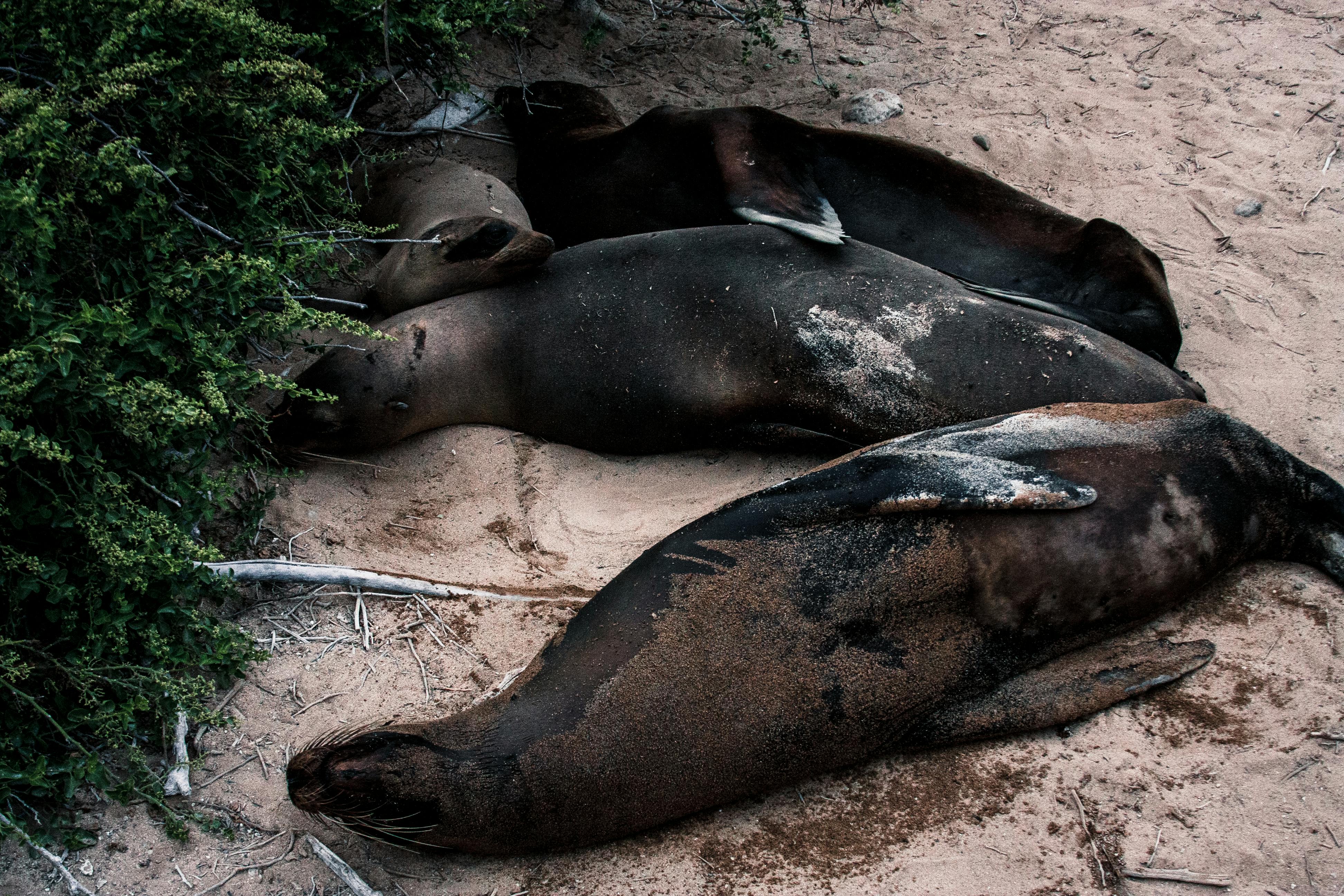 Seals Lying on Sand · Free Stock Photo