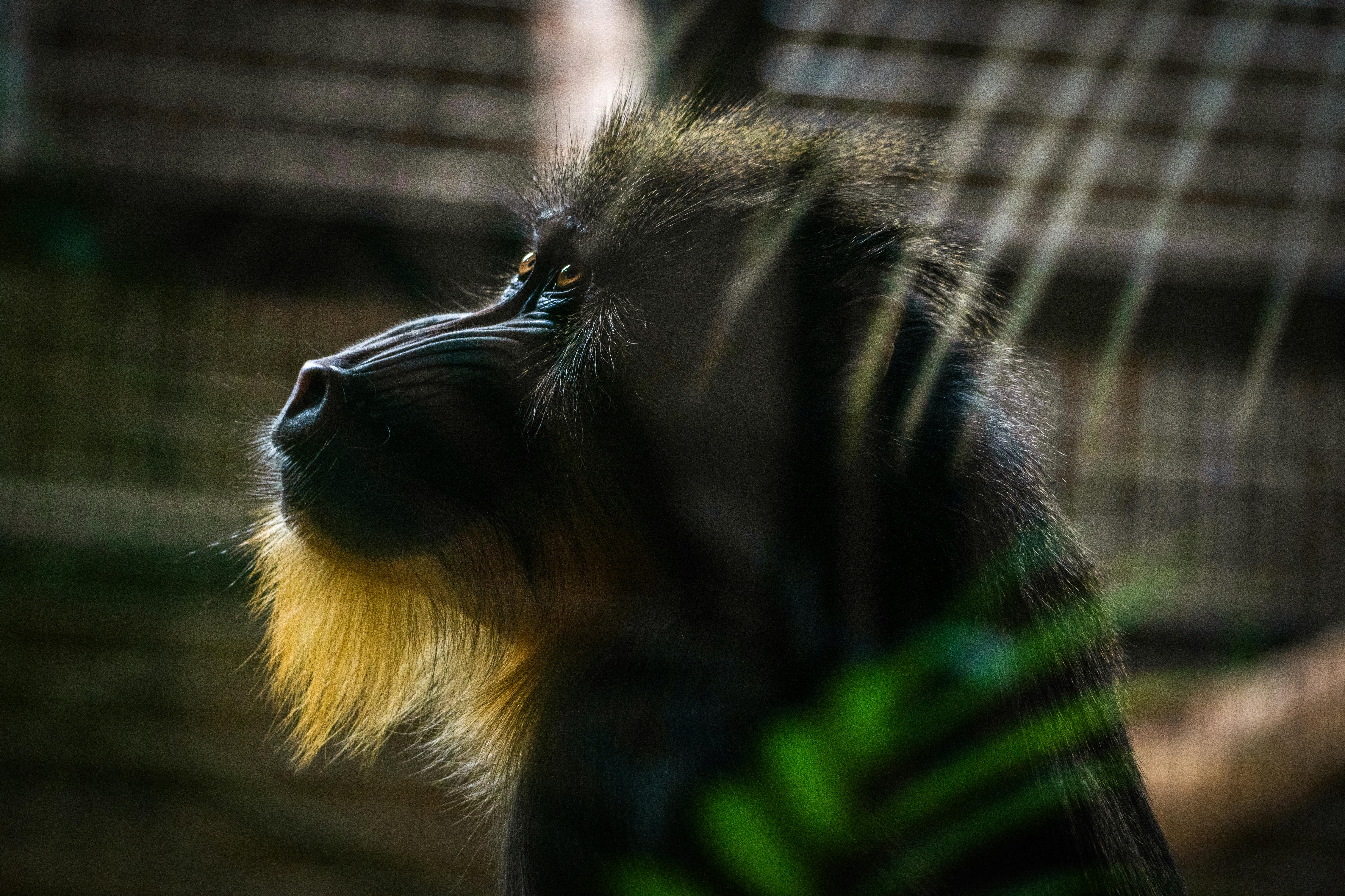 Colourful Monkey Hair Photos, Download The BEST Free Colourful Monkey ...